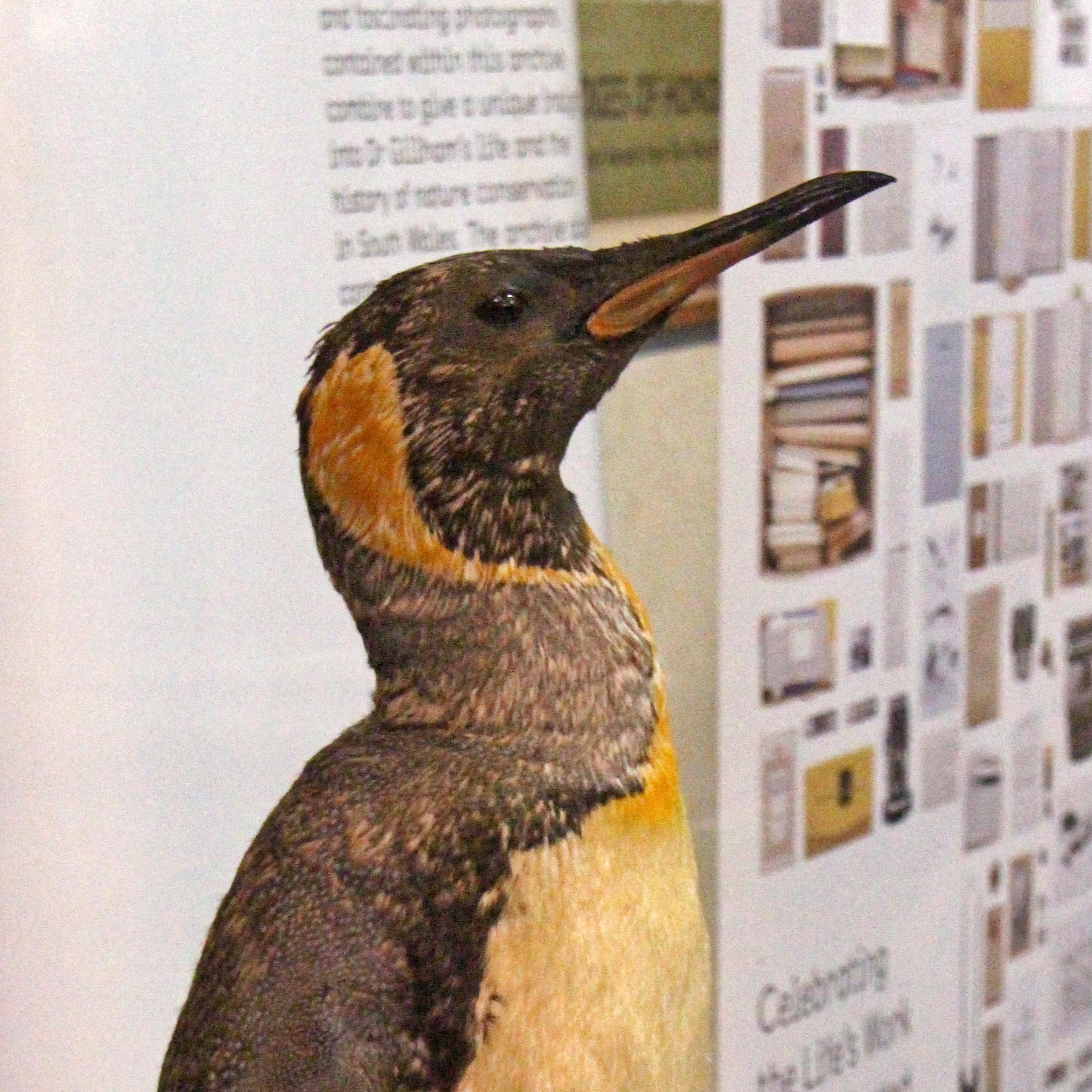 World wildlife Wednesday: Shackleton’s Penguin | earthstar