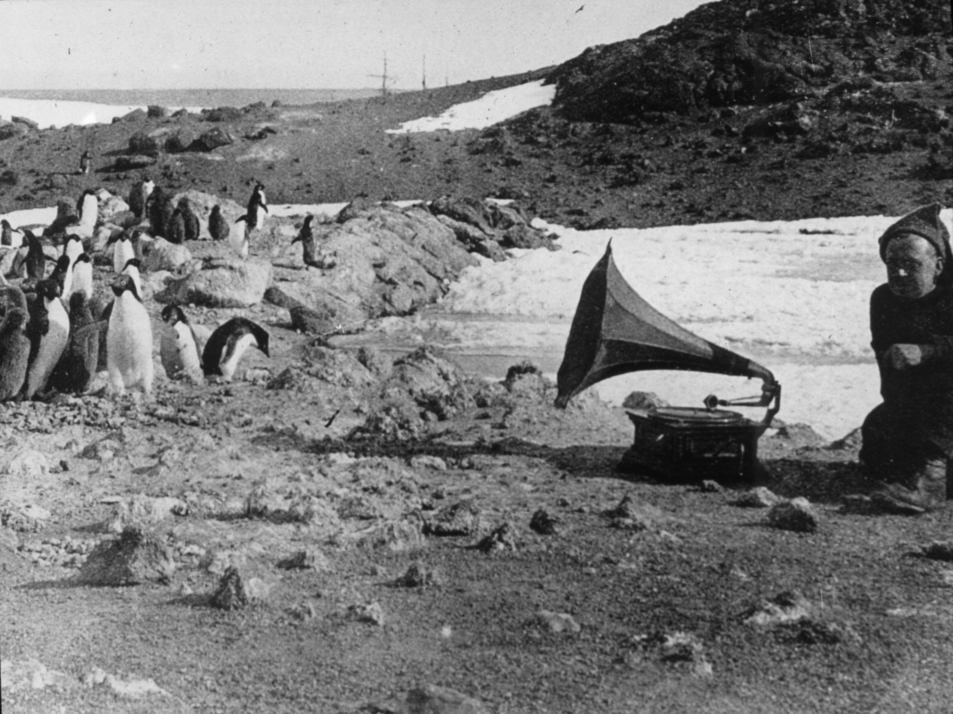 World wildlife Wednesday: Shackleton’s Penguin | earthstar