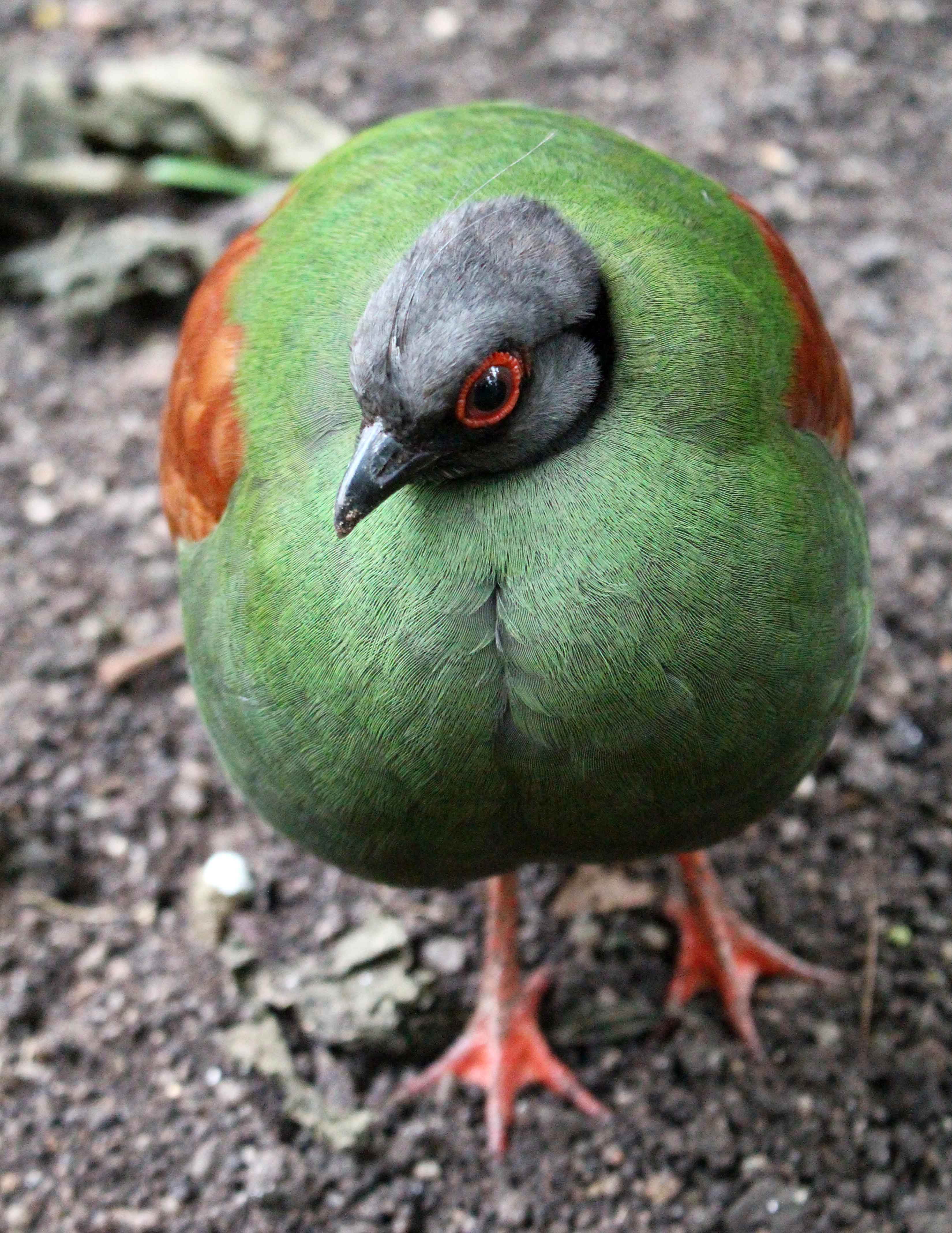 Roul-roul in Eden | earthstar