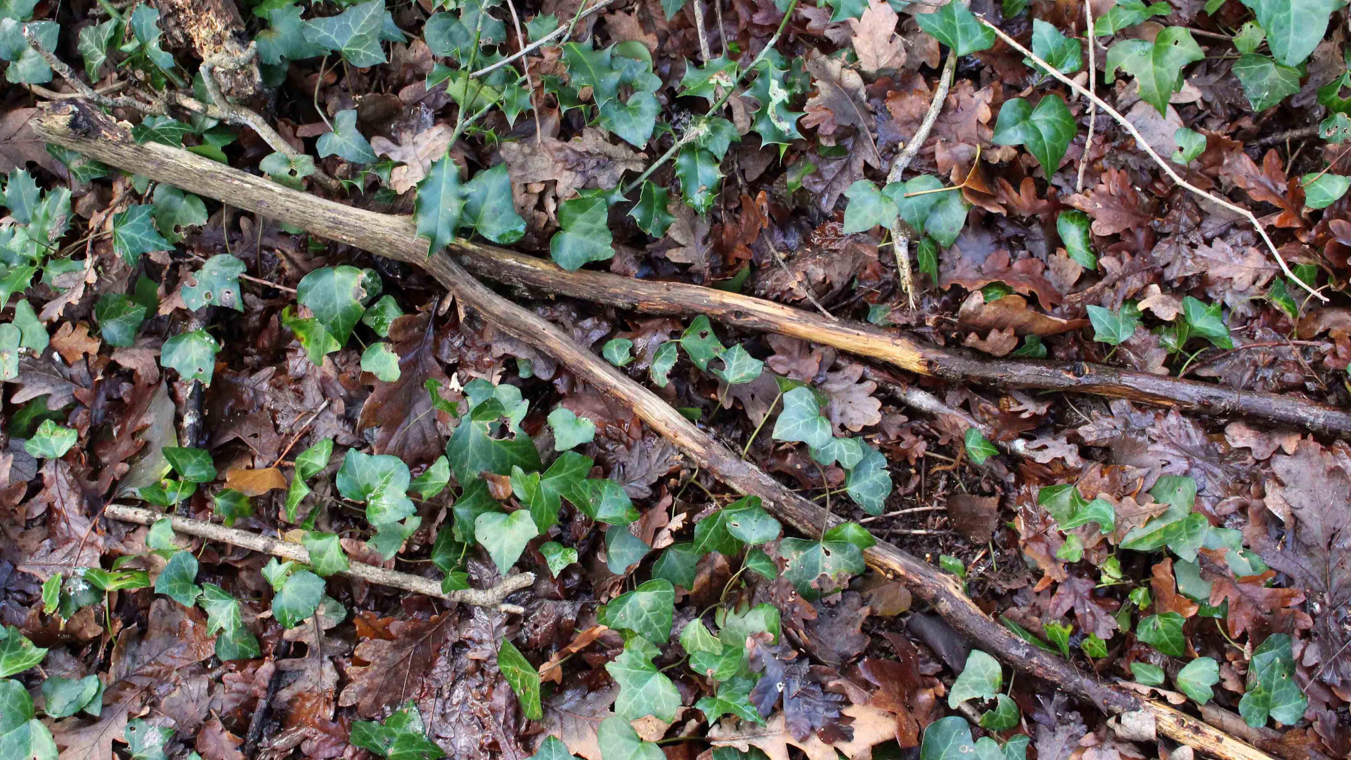 Pick-up sticks | earthstar