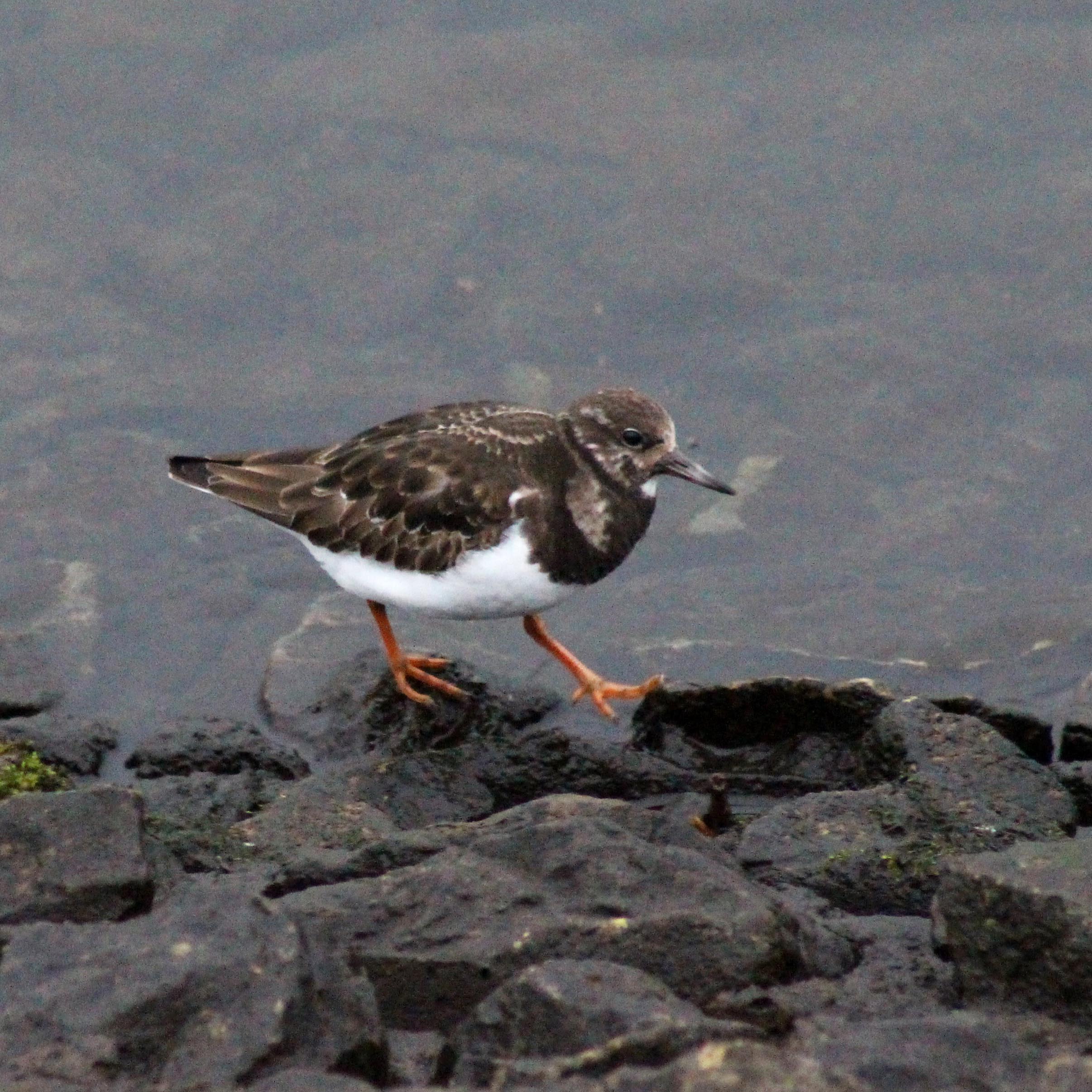 Cardiff Bay birds | earthstar