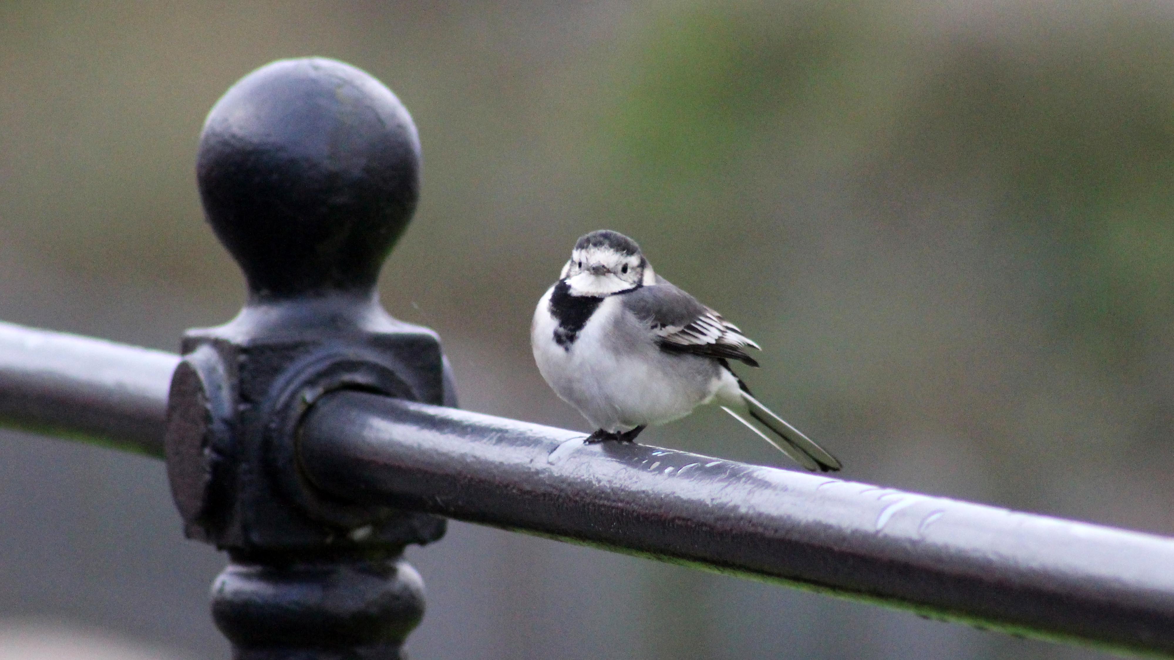 ‘Little Trotty Wagtail’ | earthstar