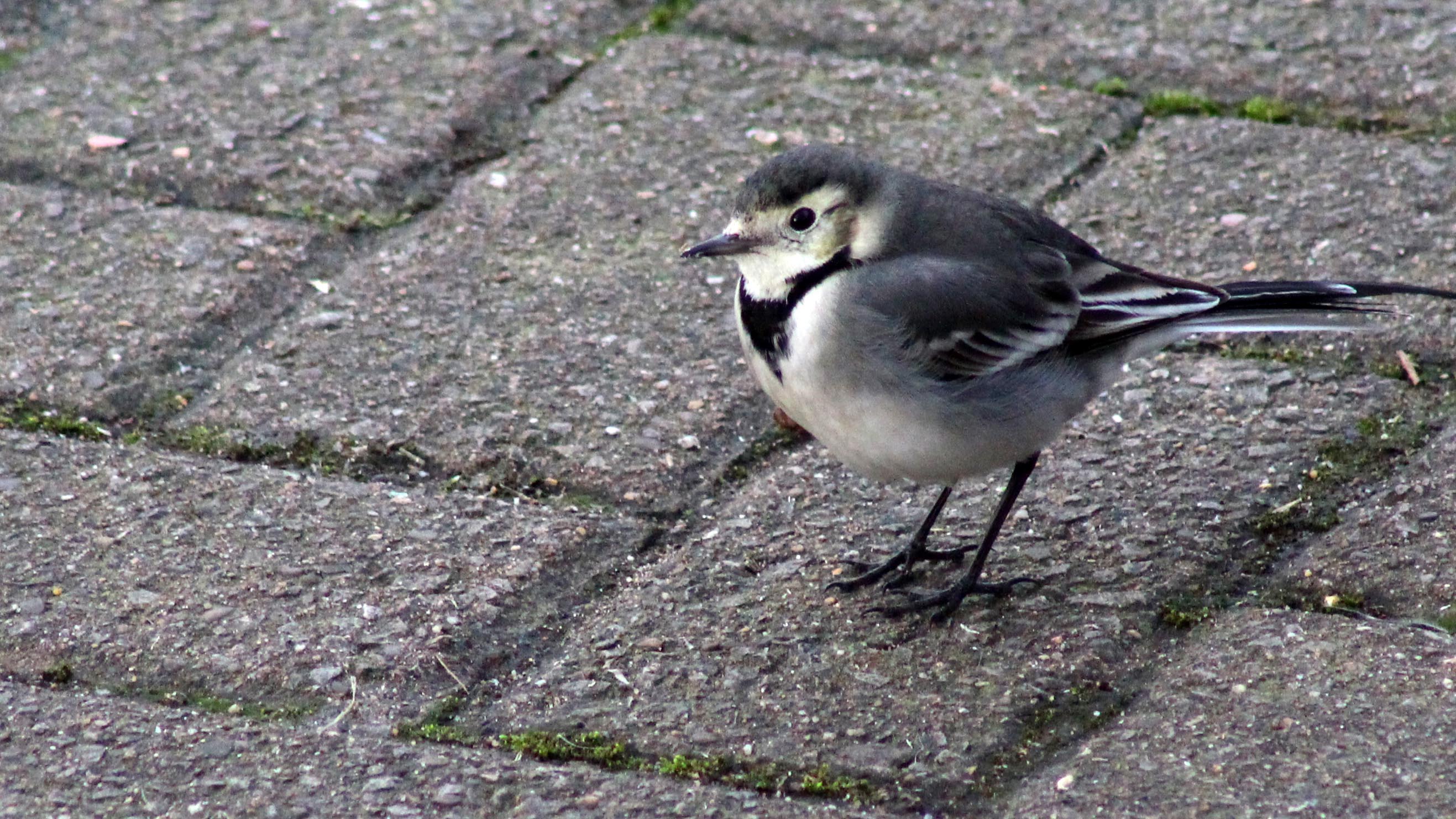 ‘Little Trotty Wagtail’ | earthstar