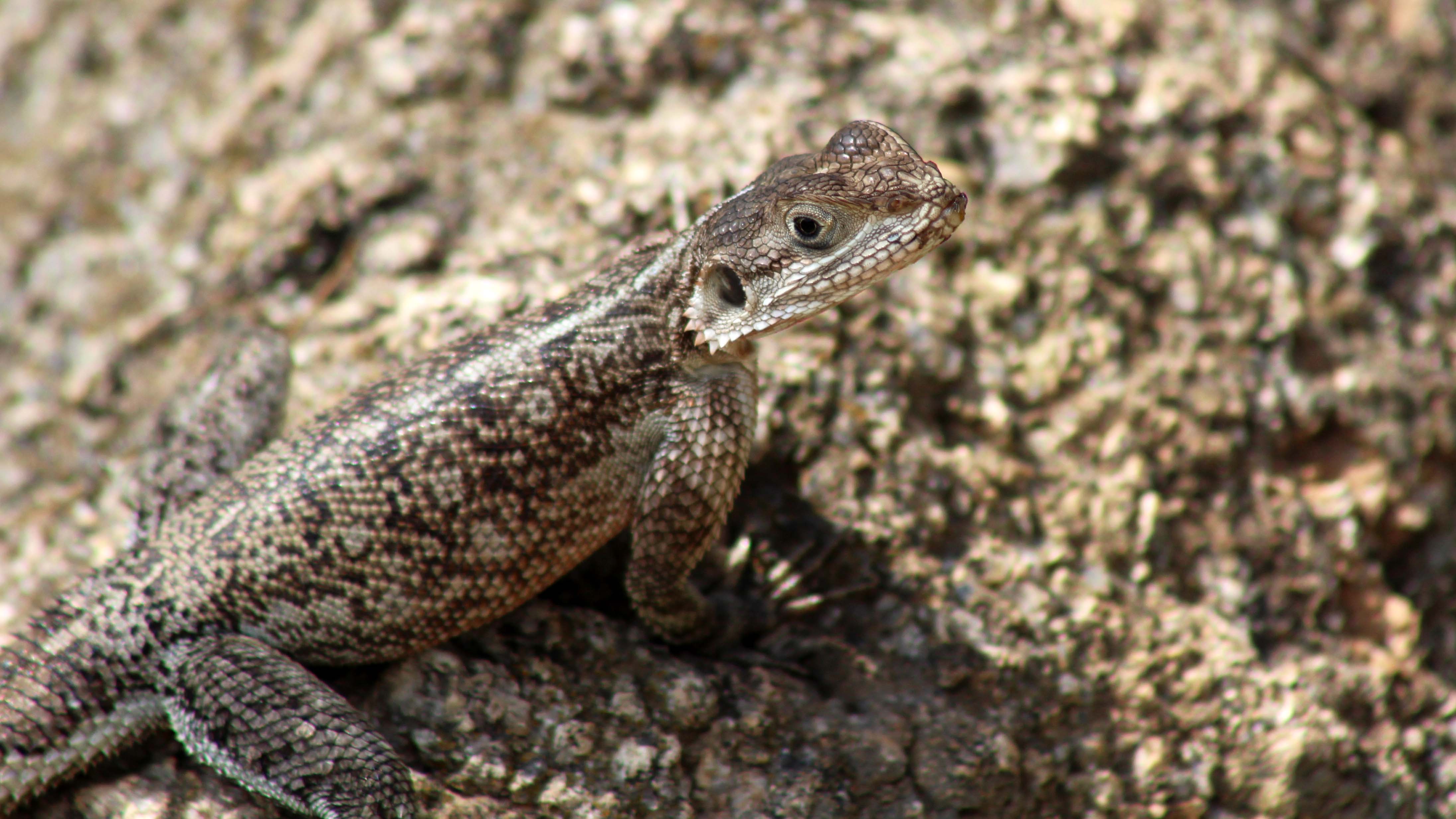 Lizards of Tanzania | earthstar