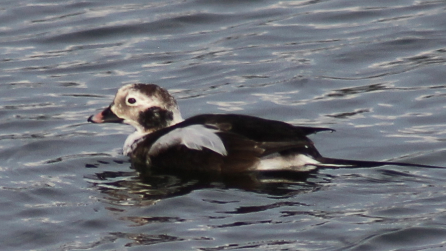 A yodelling duck? | earthstar
