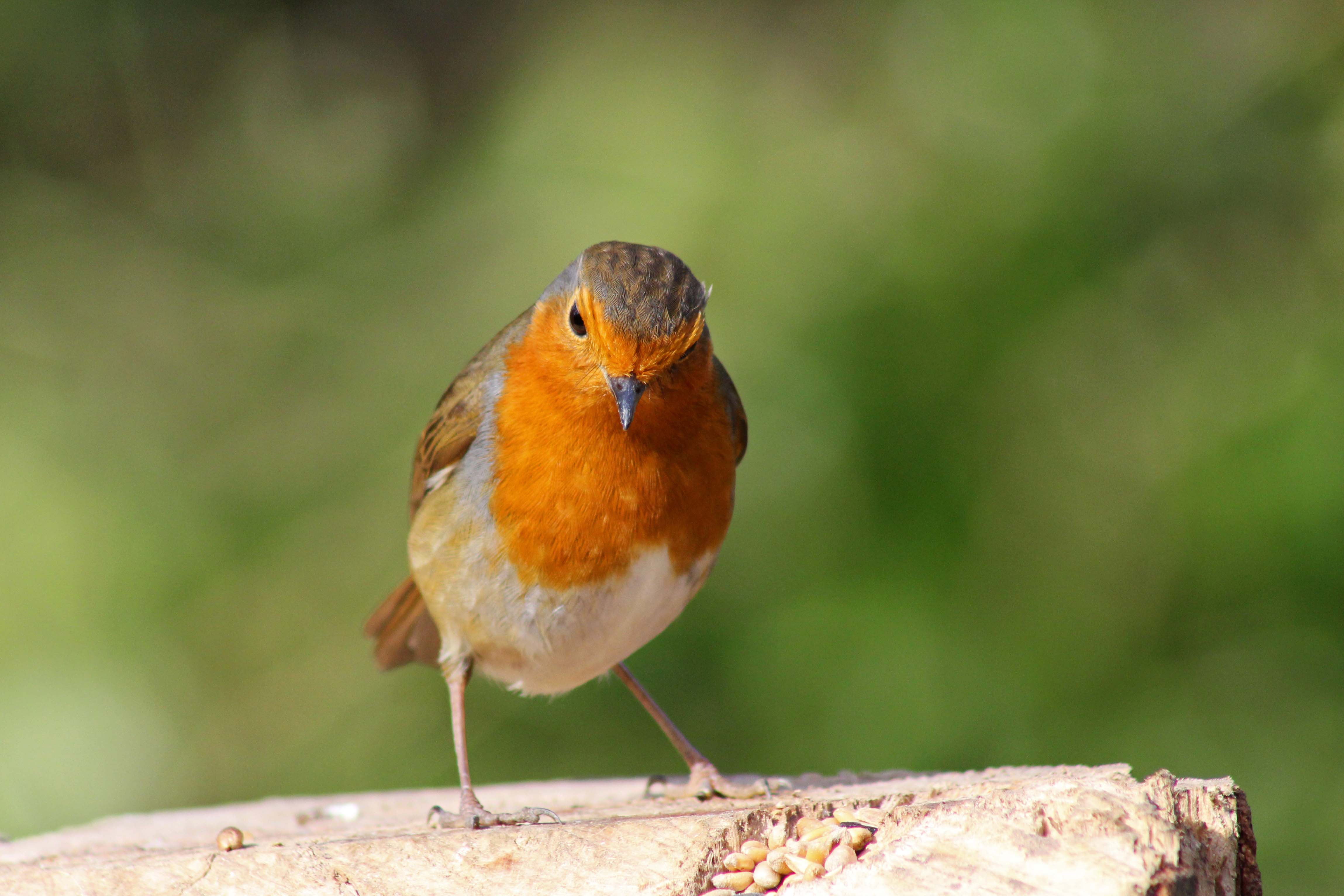 Mr Grumpy Robin | earthstar