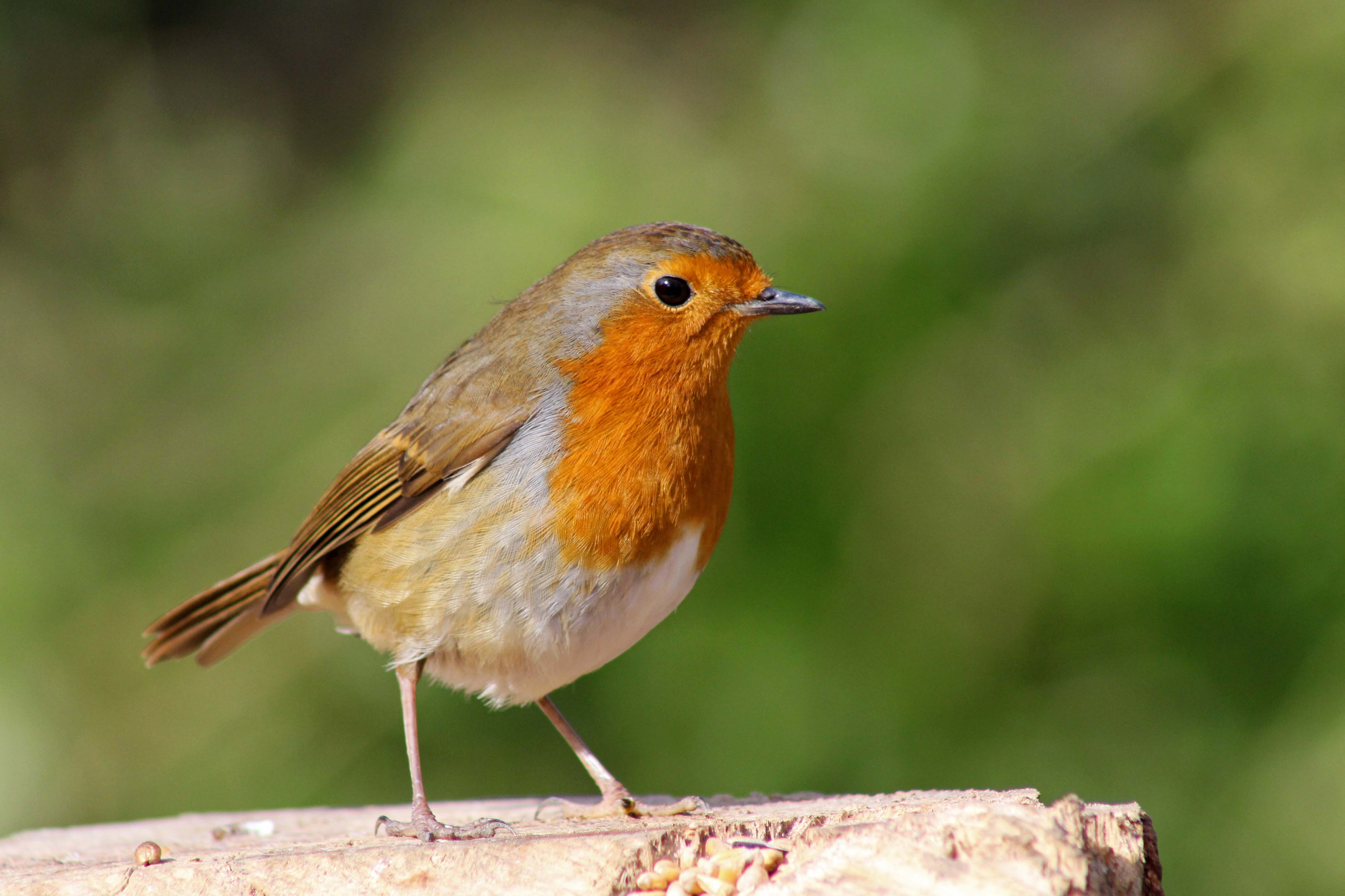 Mr Grumpy Robin | earthstar