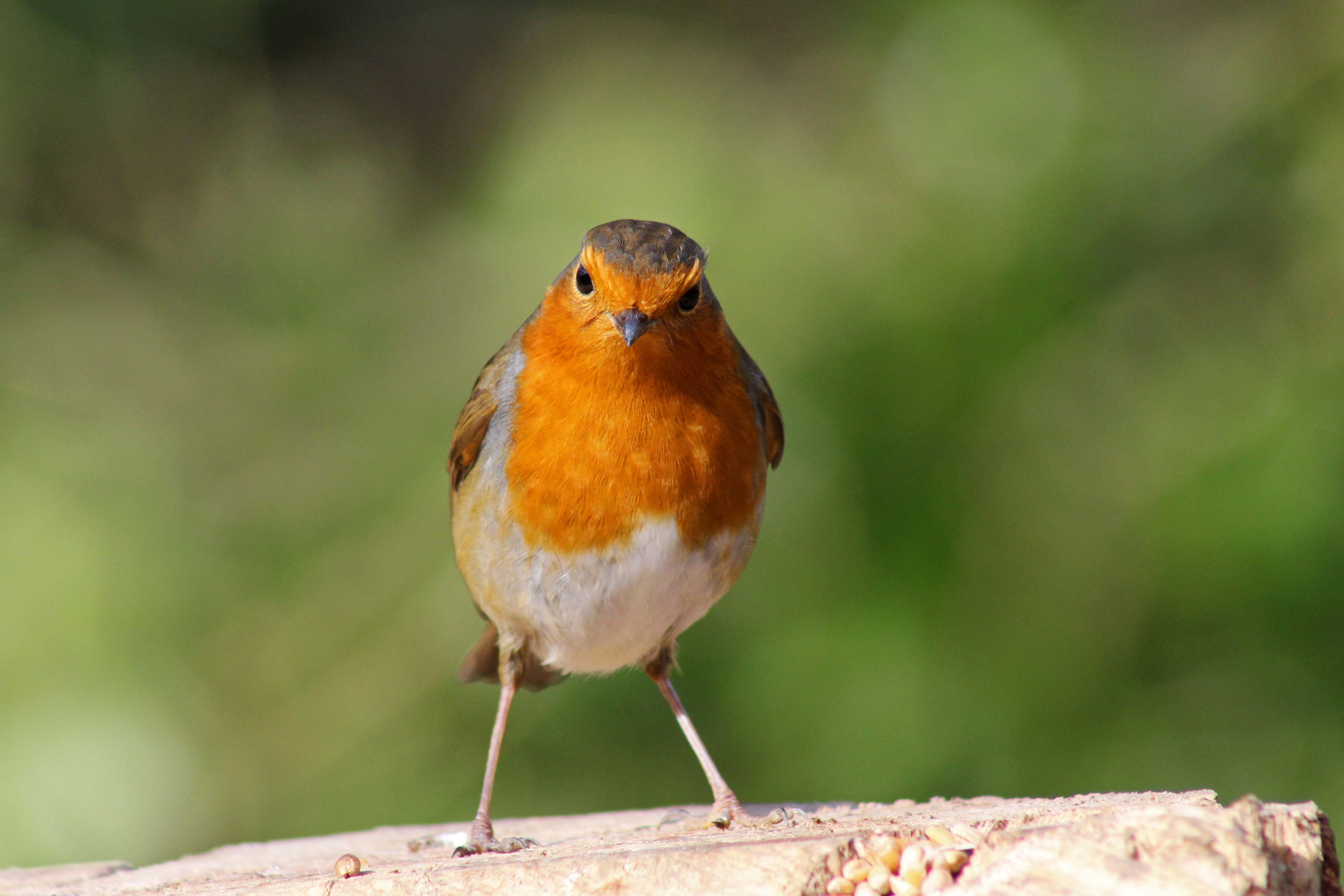 Mr Grumpy Robin | earthstar
