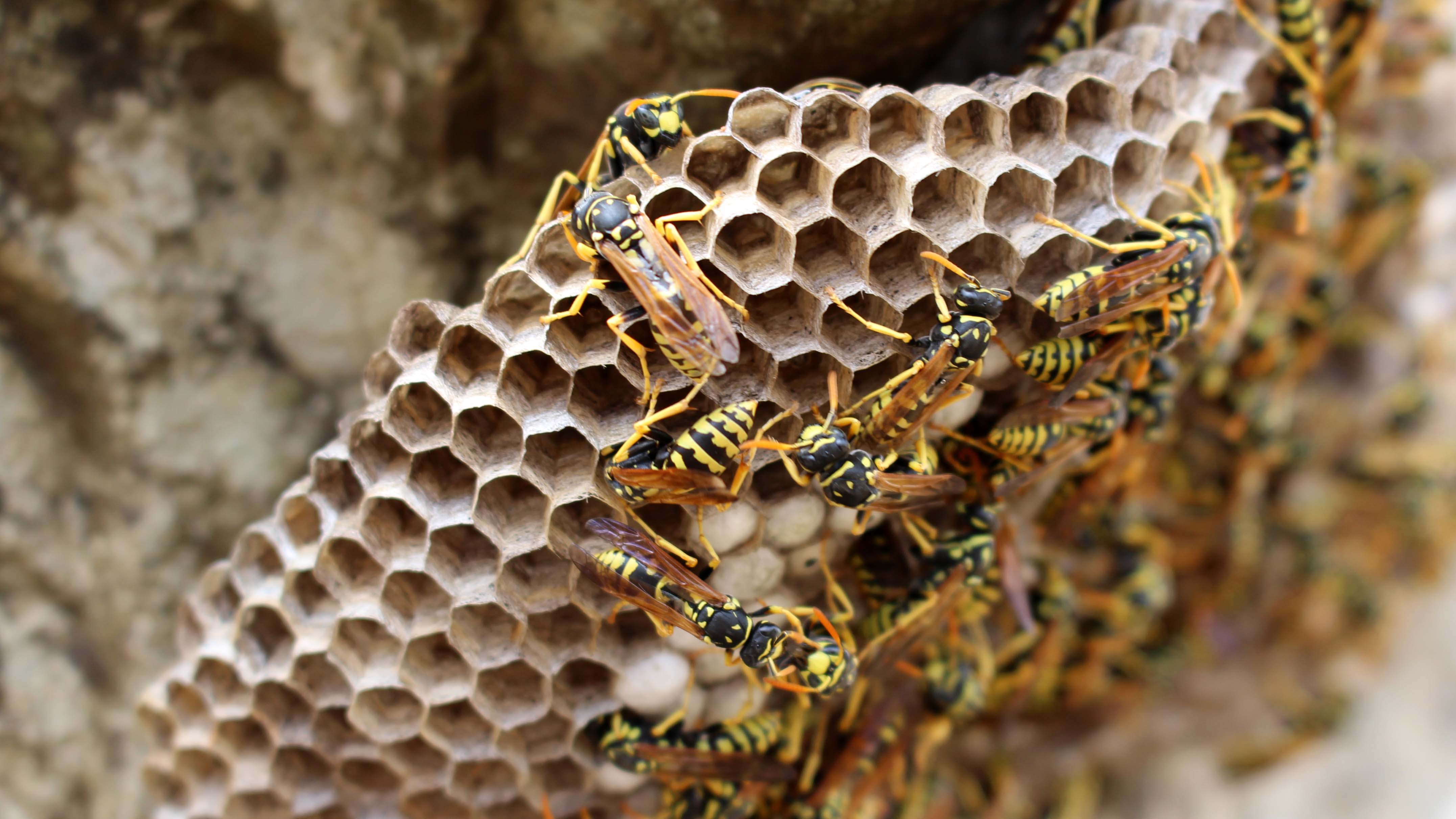 Paper wasps in Morocco | earthstar