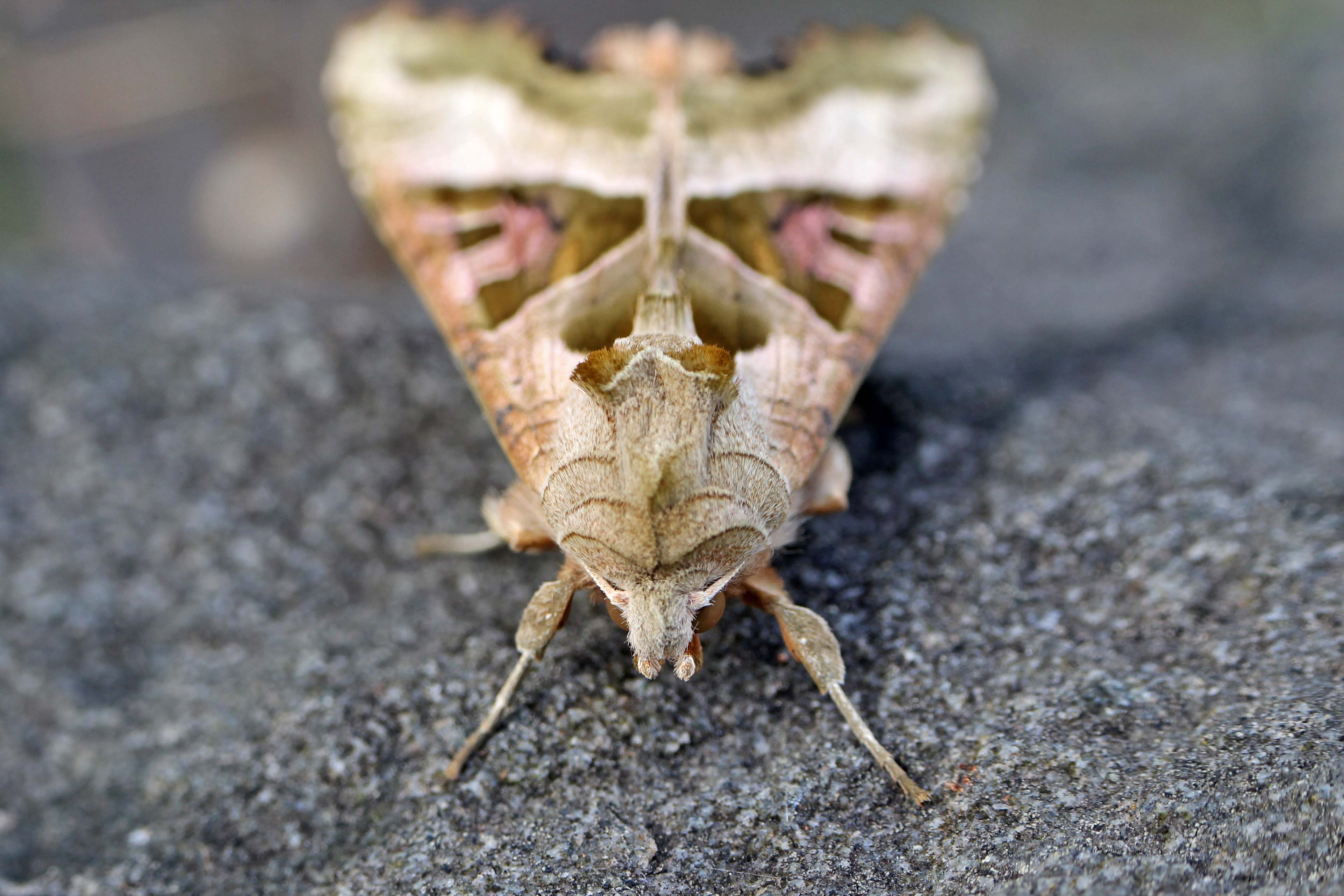 Check out these shades | earthstar