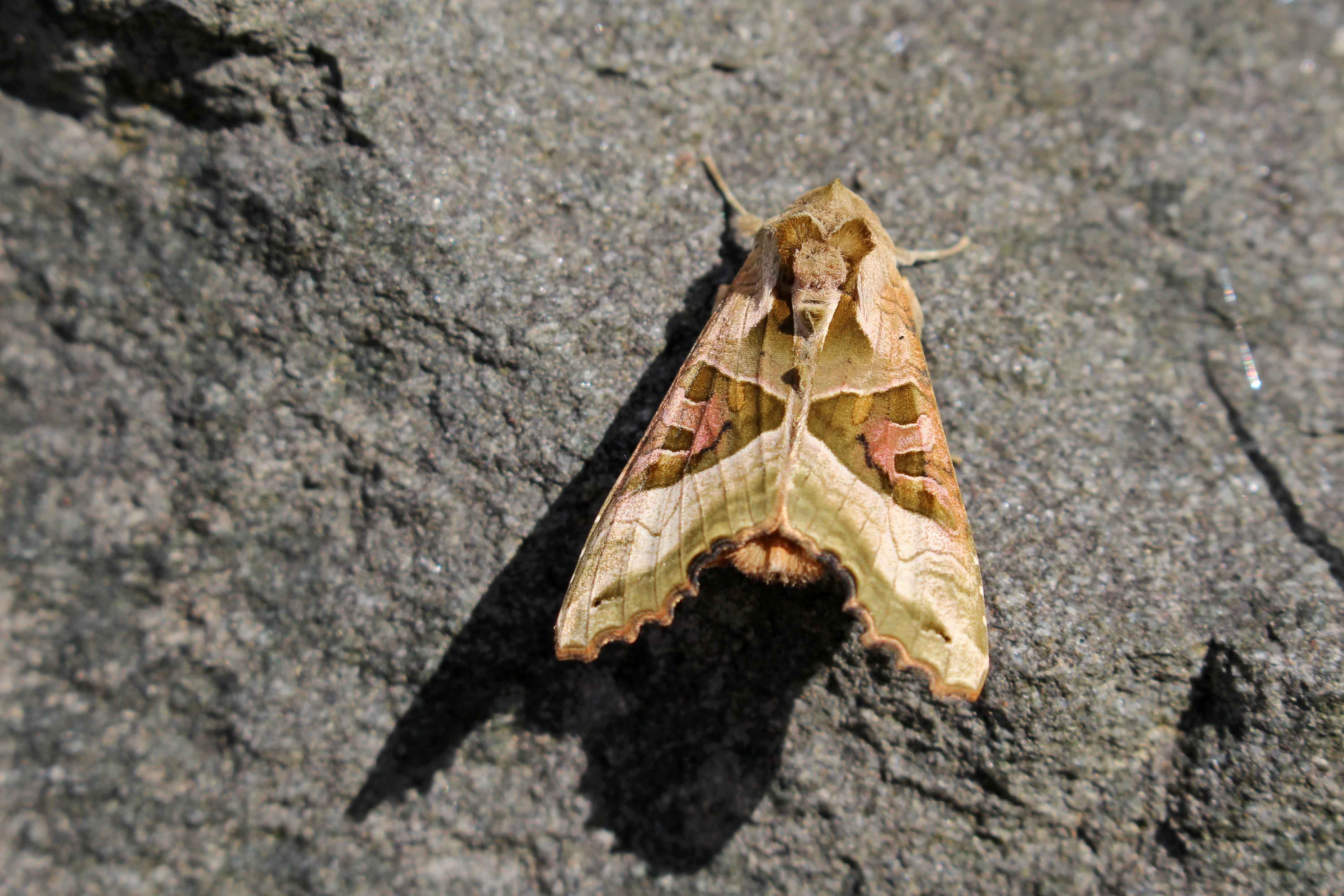 Check out these shades | earthstar