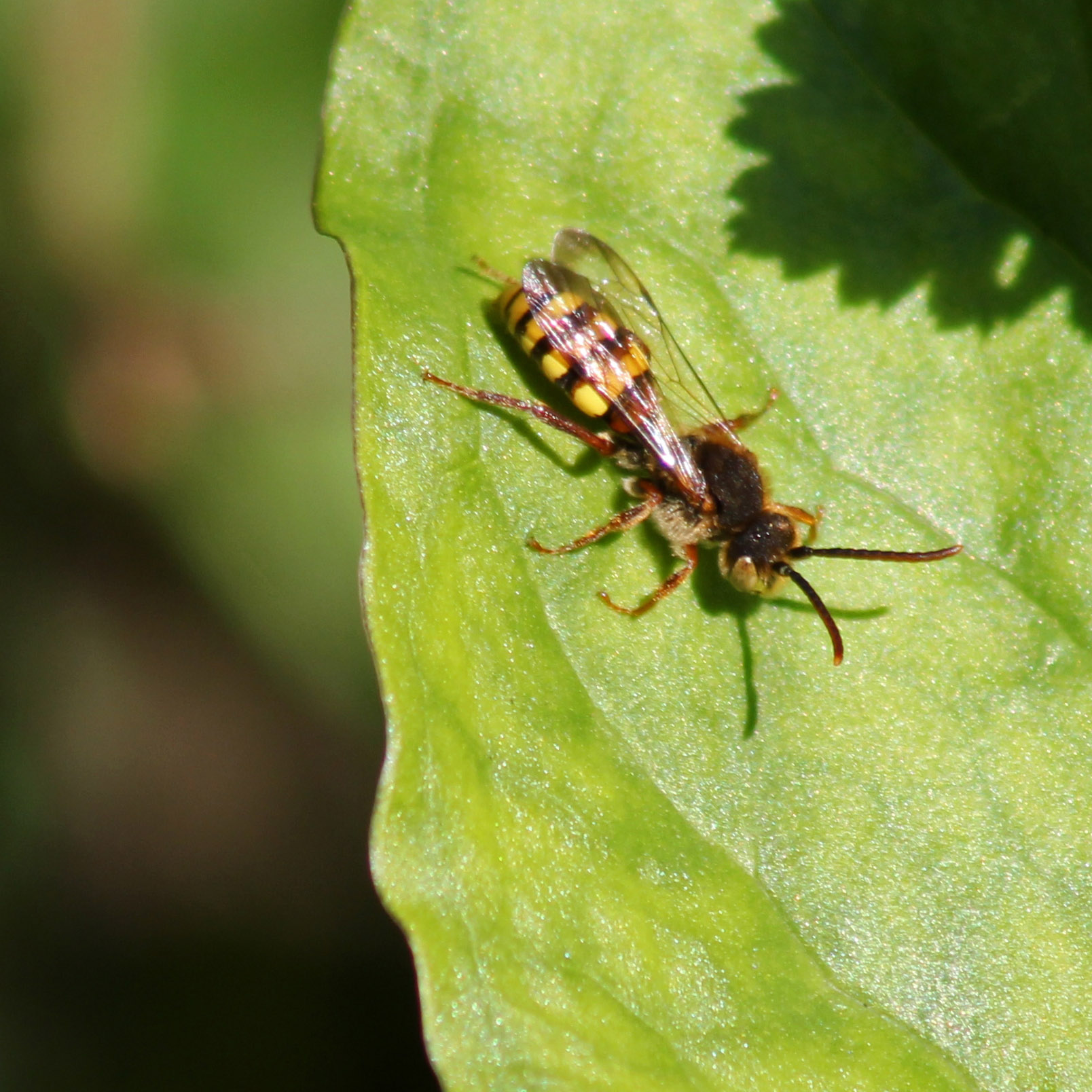 The Cuckoos of the bee world | earthstar