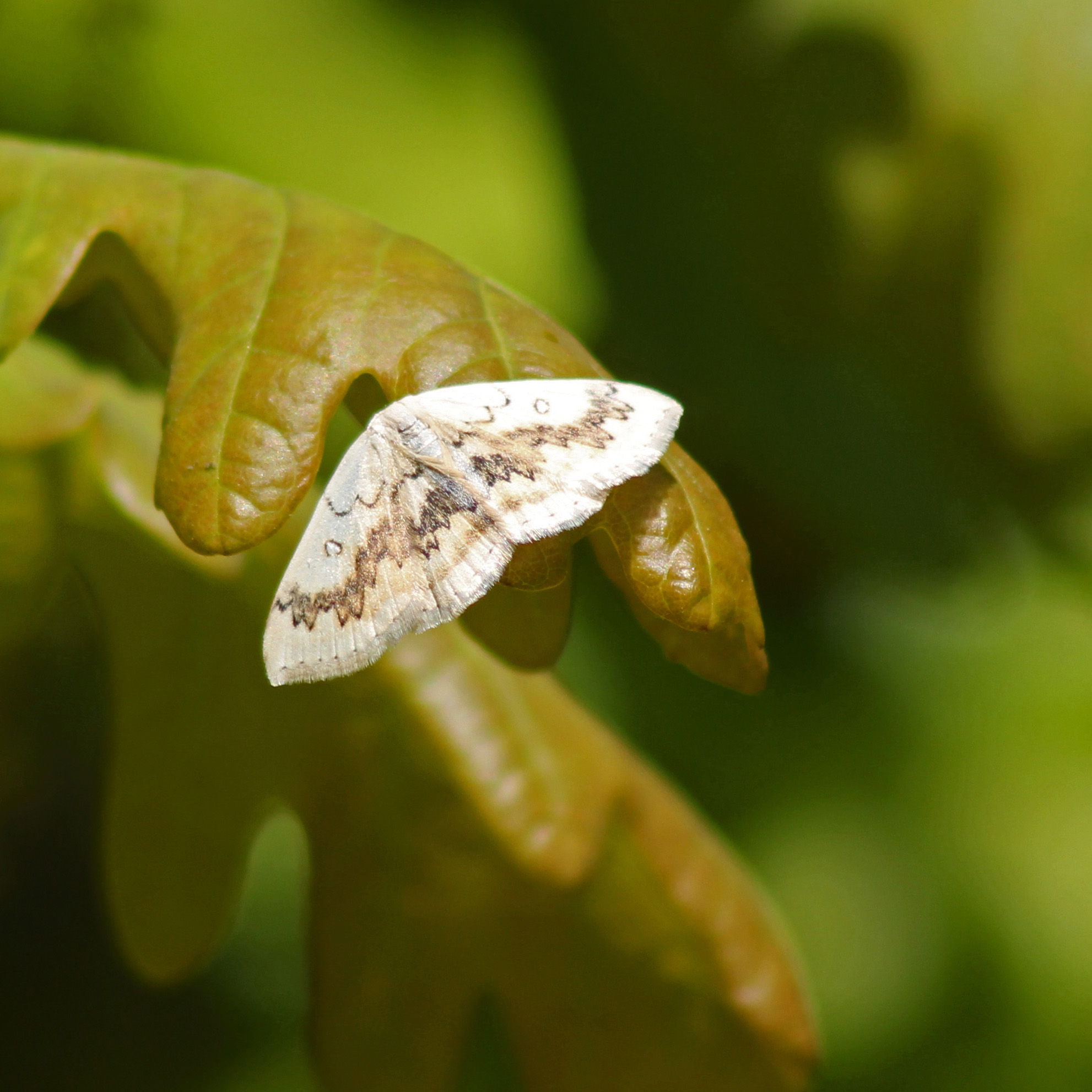 A bumper day for butterflies, and a moth | earthstar