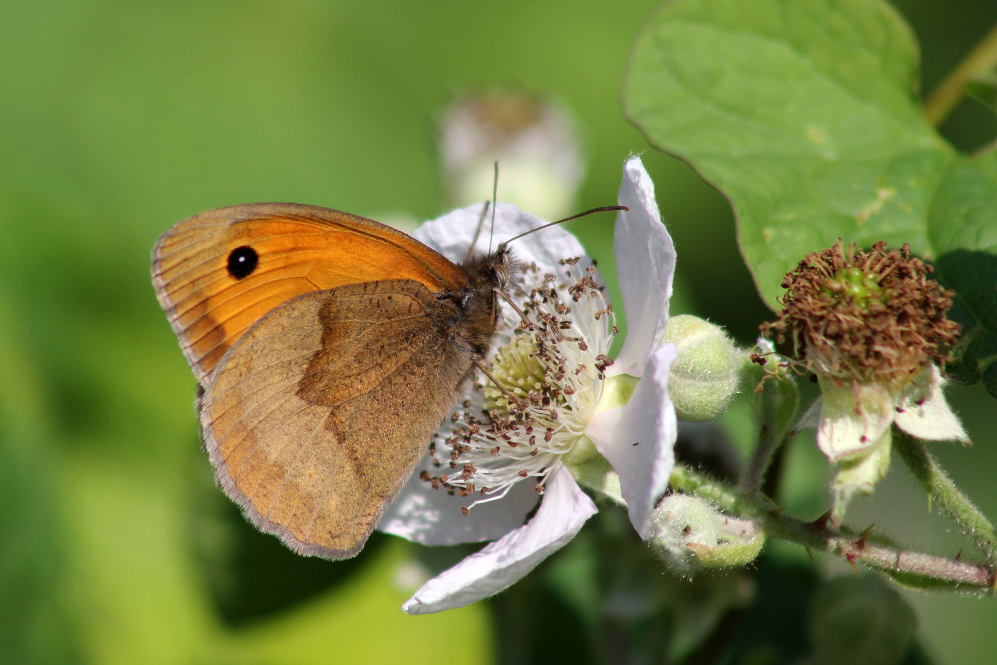The butterflies are back! | earthstar
