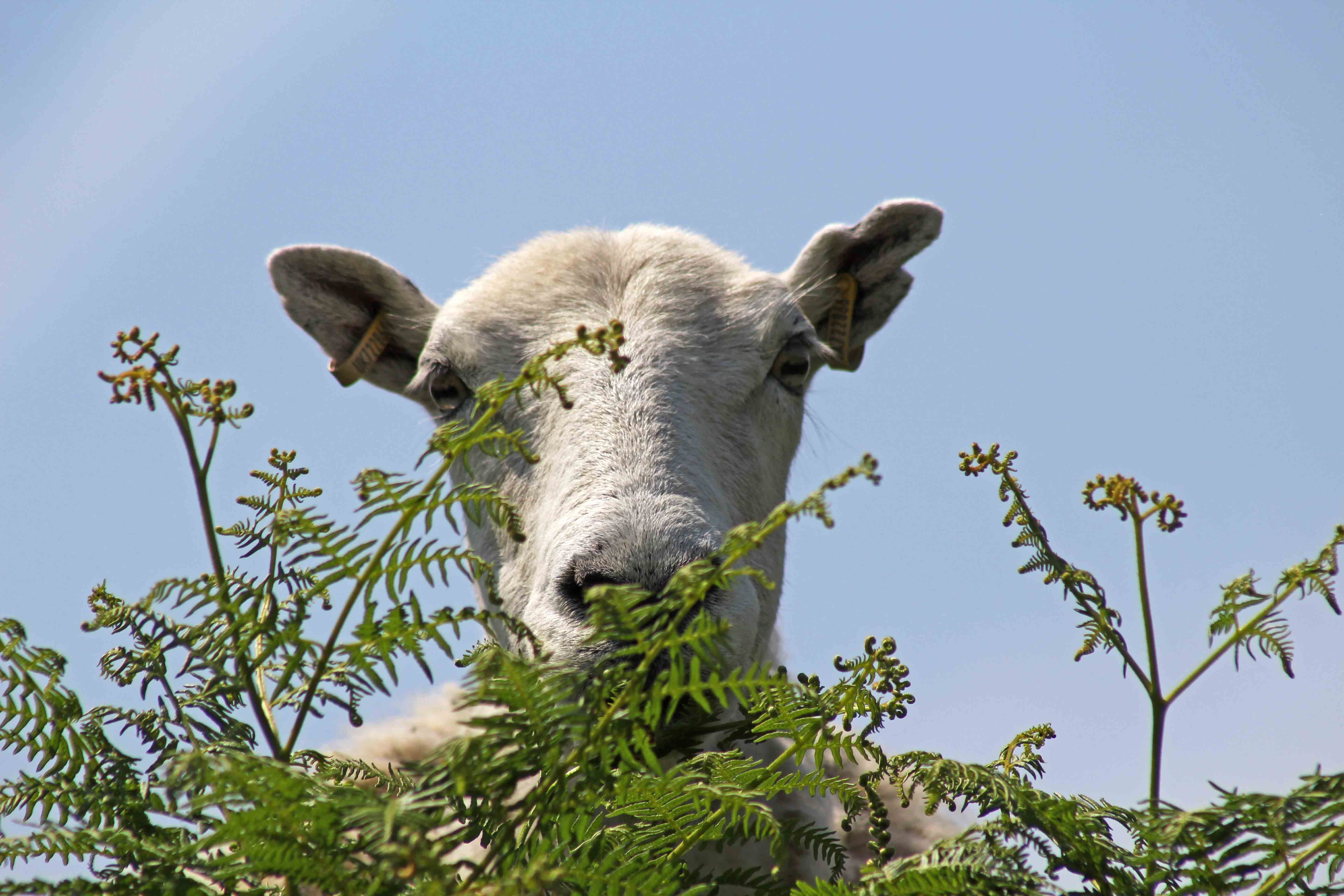 The Welsh sheep | earthstar