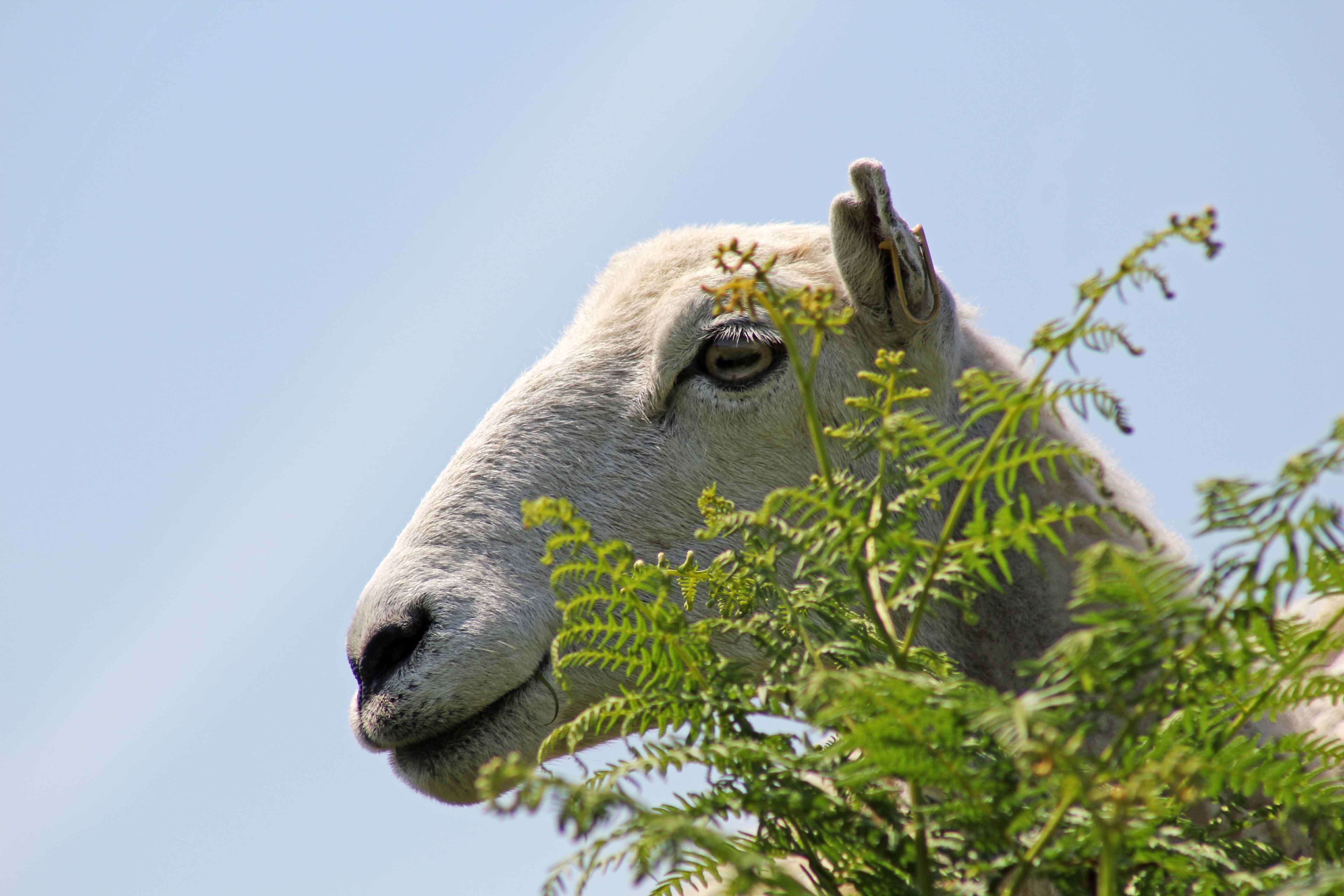 The Welsh sheep | earthstar