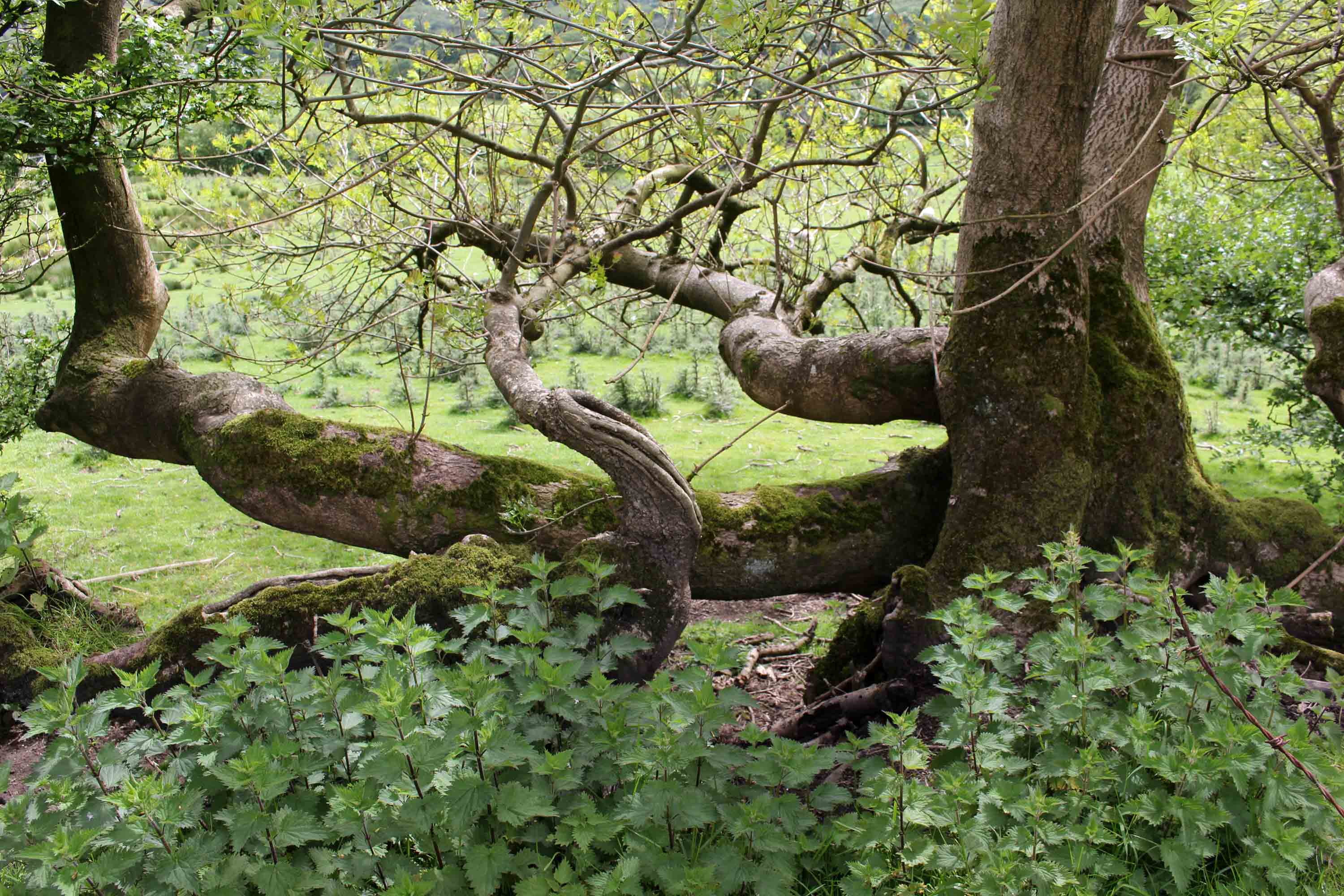 ‘A Natural History of the Hedgerow’ | earthstar
