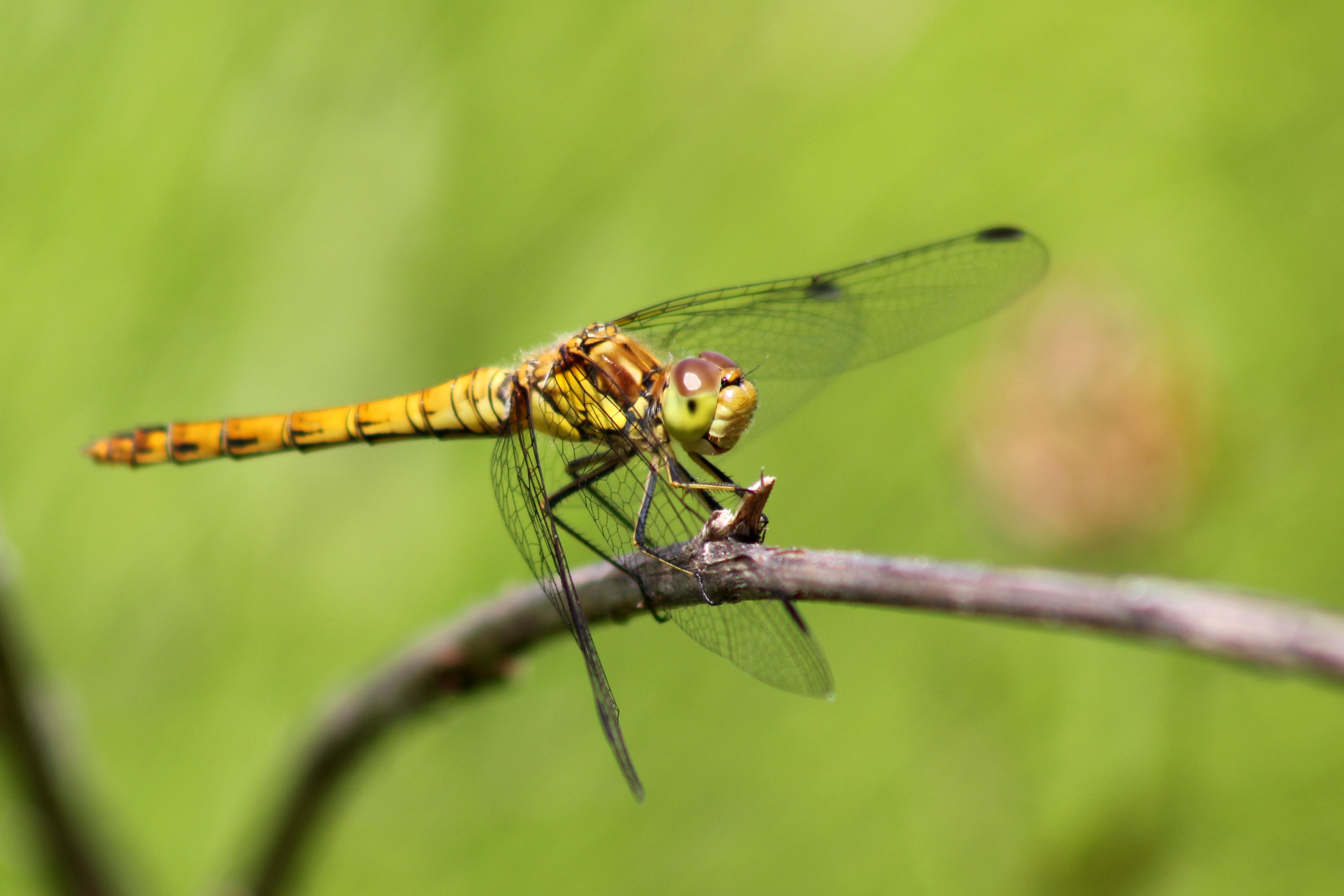Not so Common darters | earthstar