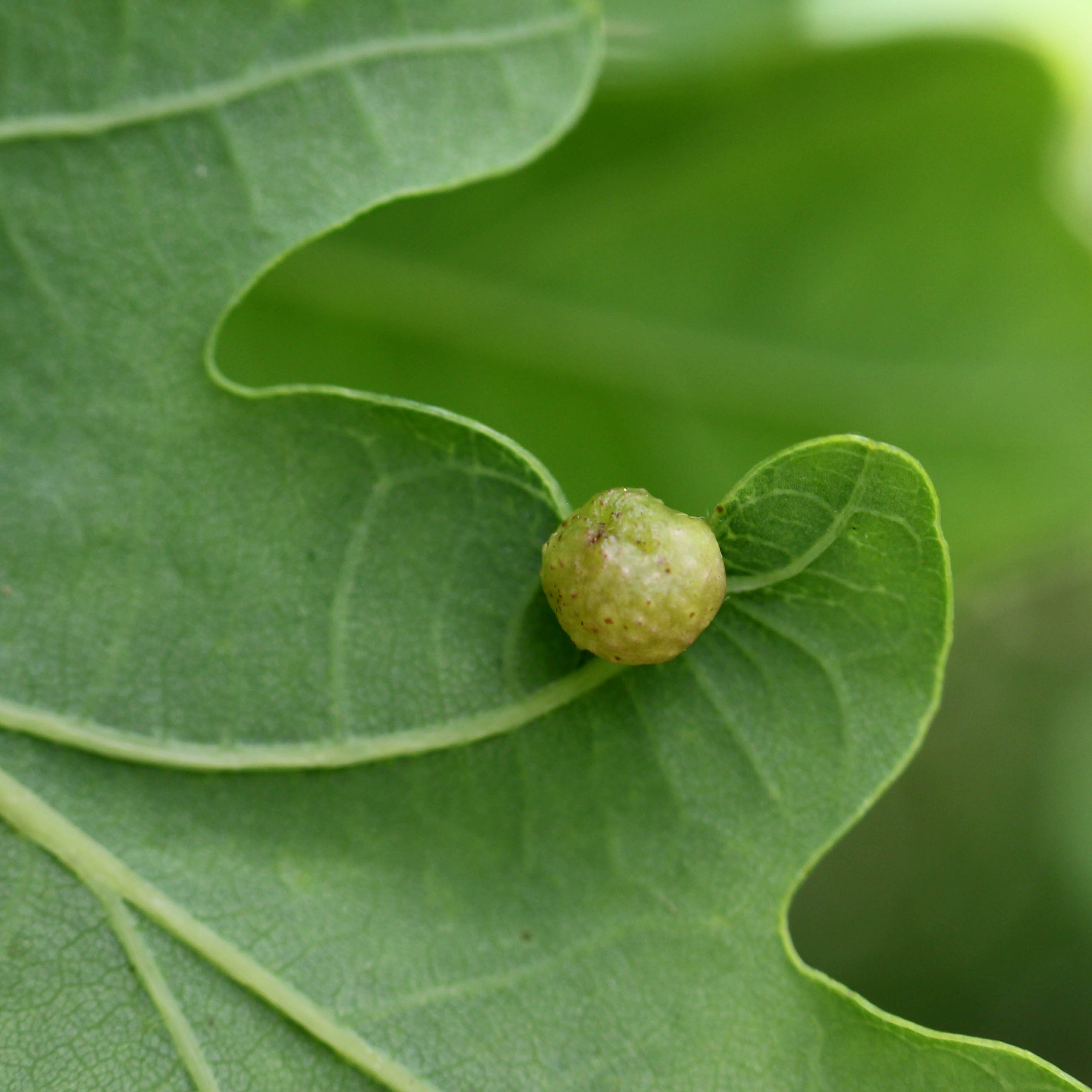 Oak galls: Currants and spangles | earthstar