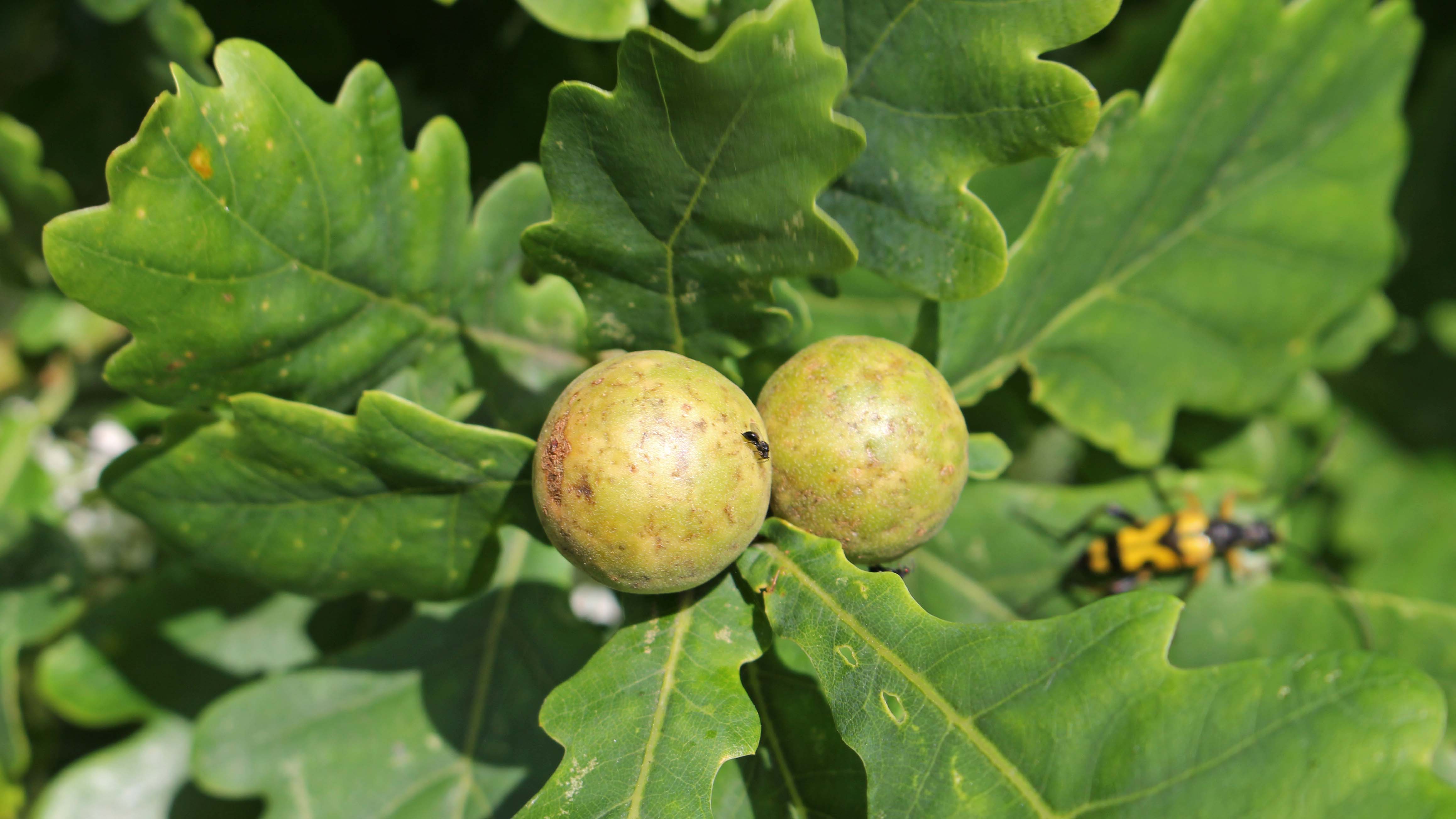 Oak galls: marbles and apples | earthstar