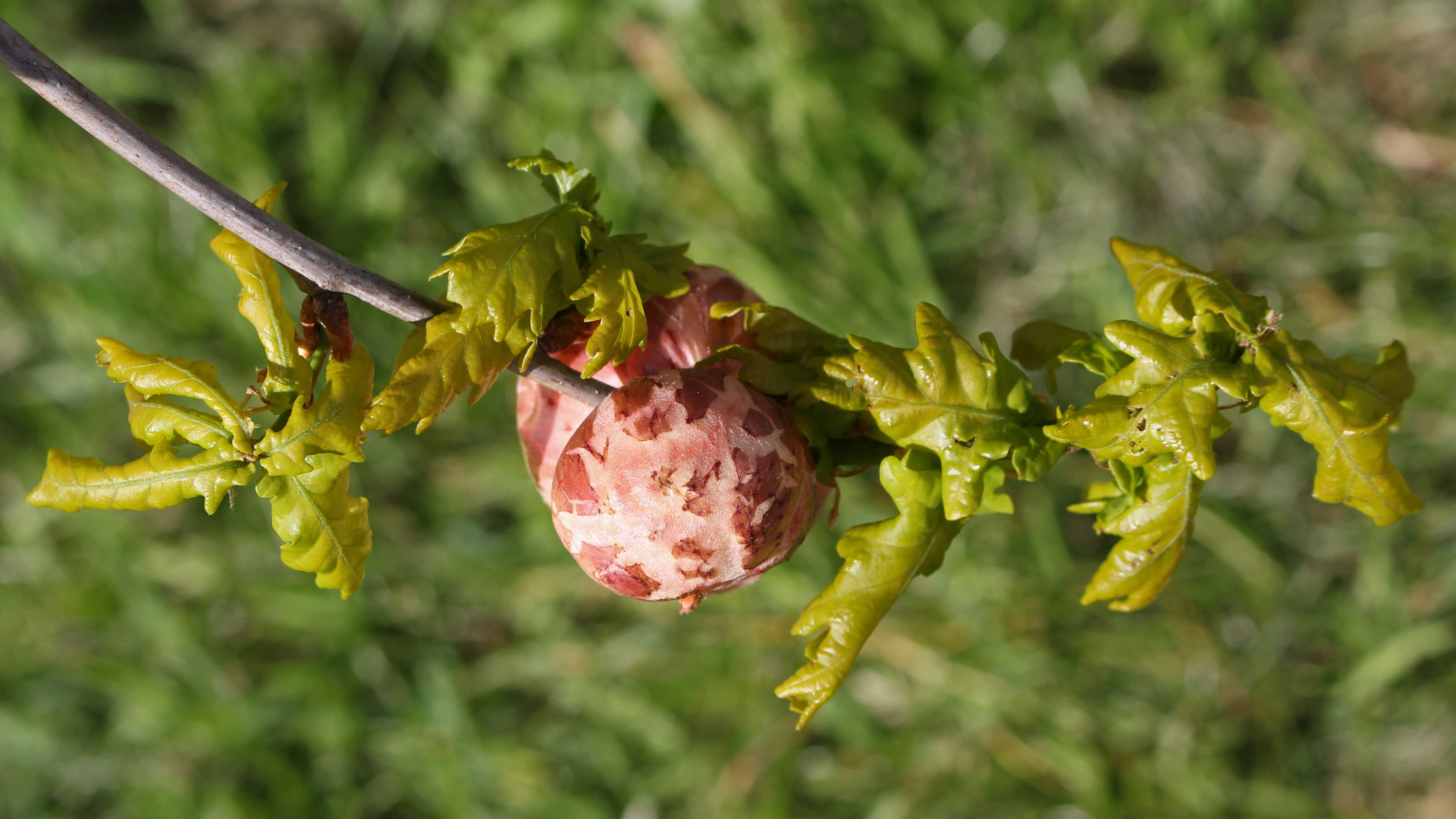Oak galls: marbles and apples | earthstar