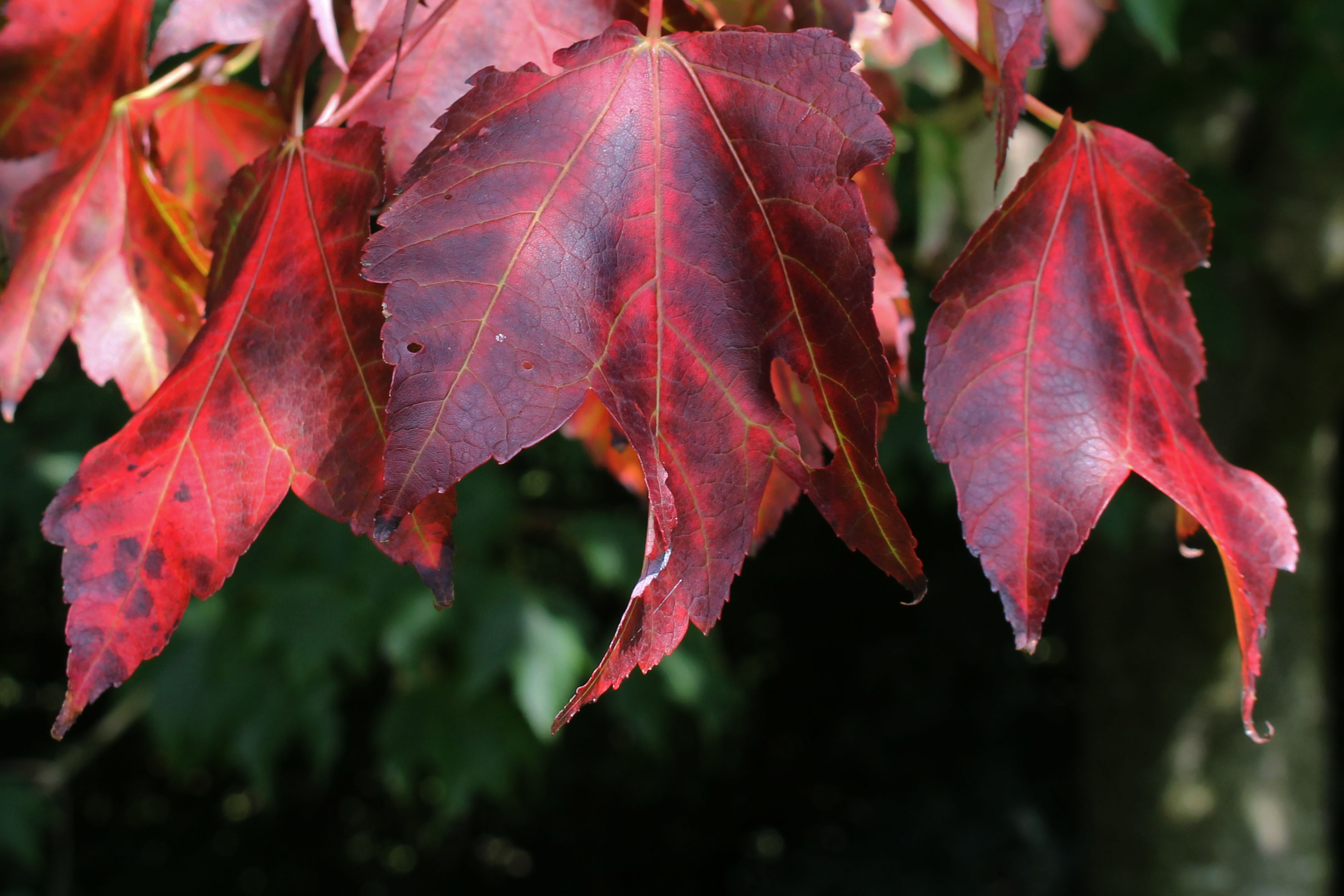 Autumn leaves, 1 | earthstar