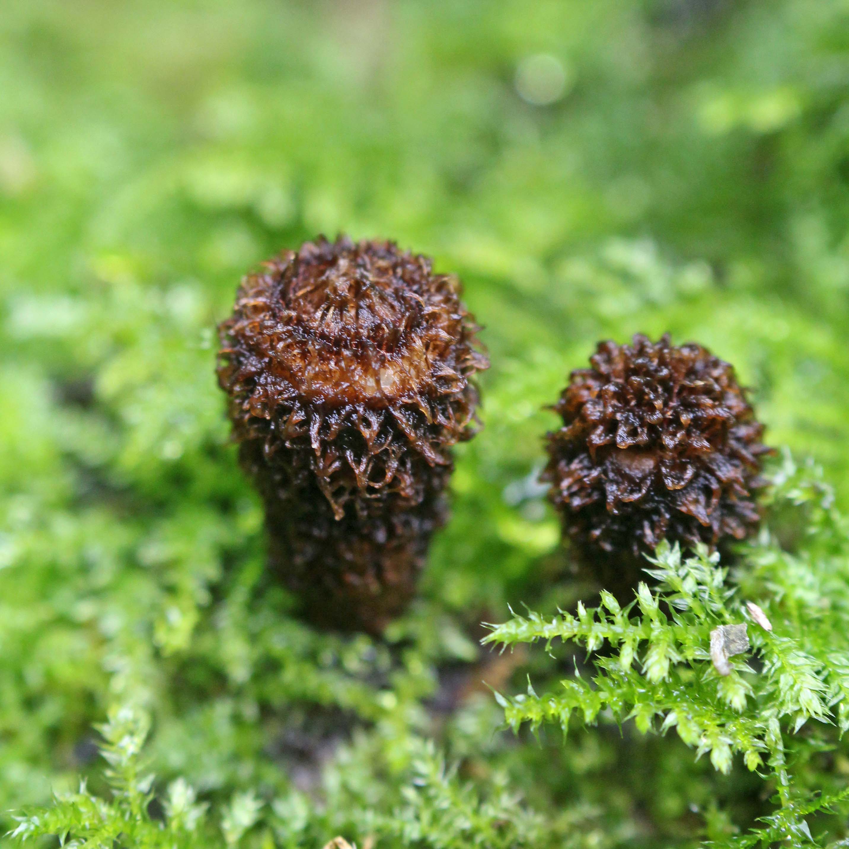 More Bird’s-nests with eggs! | earthstar