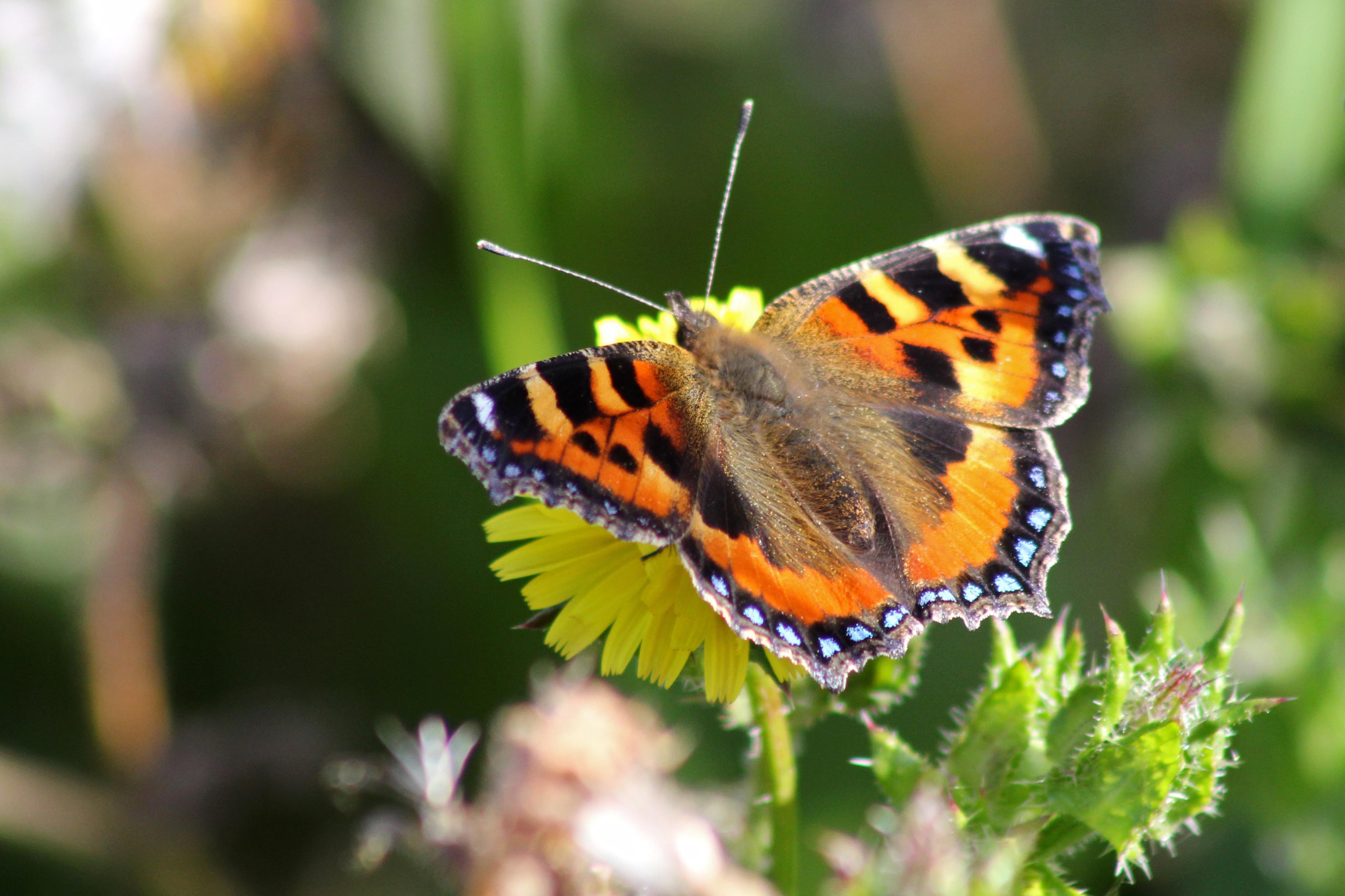 Small tortoiseshells | earthstar