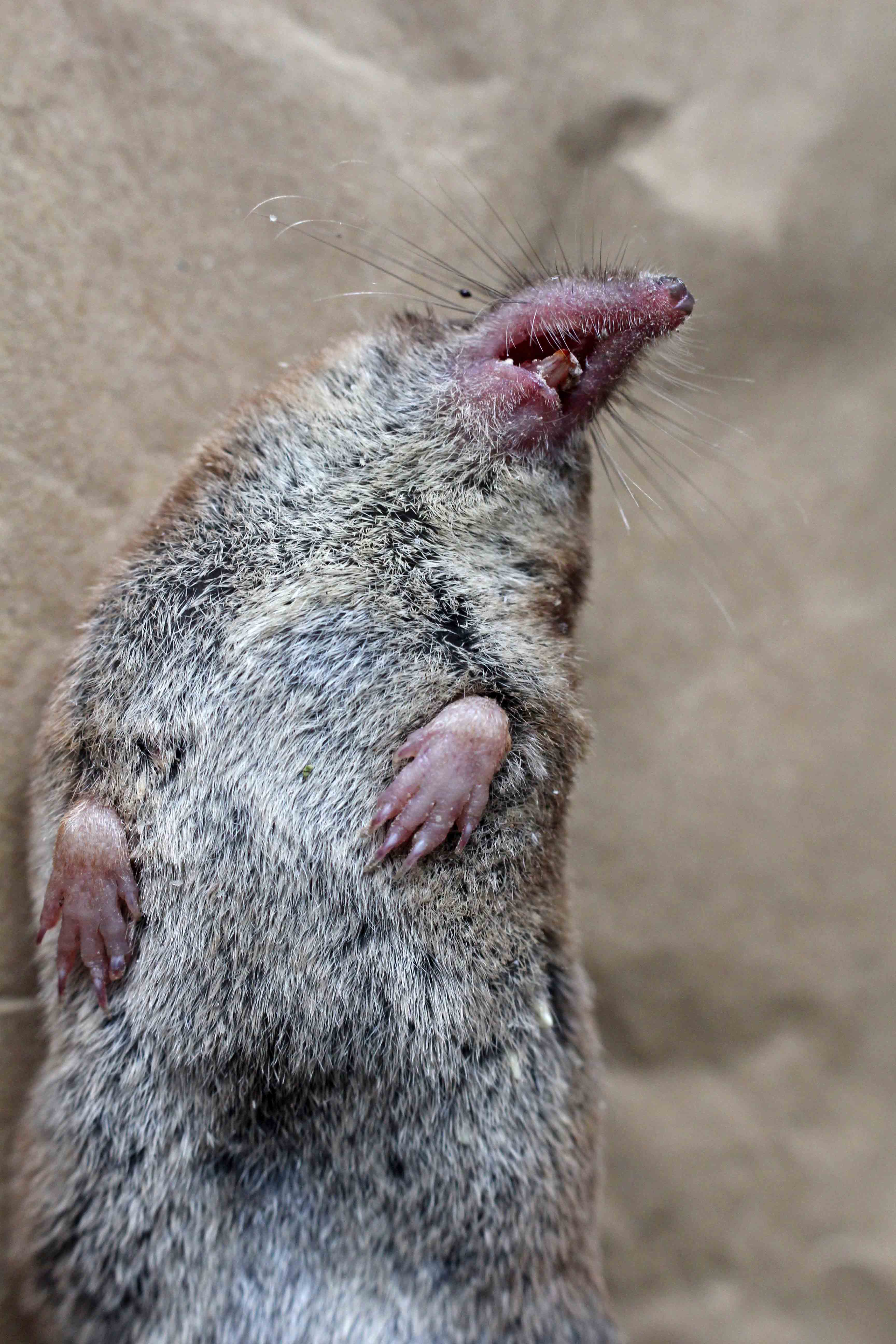 The taming of the shrew | earthstar