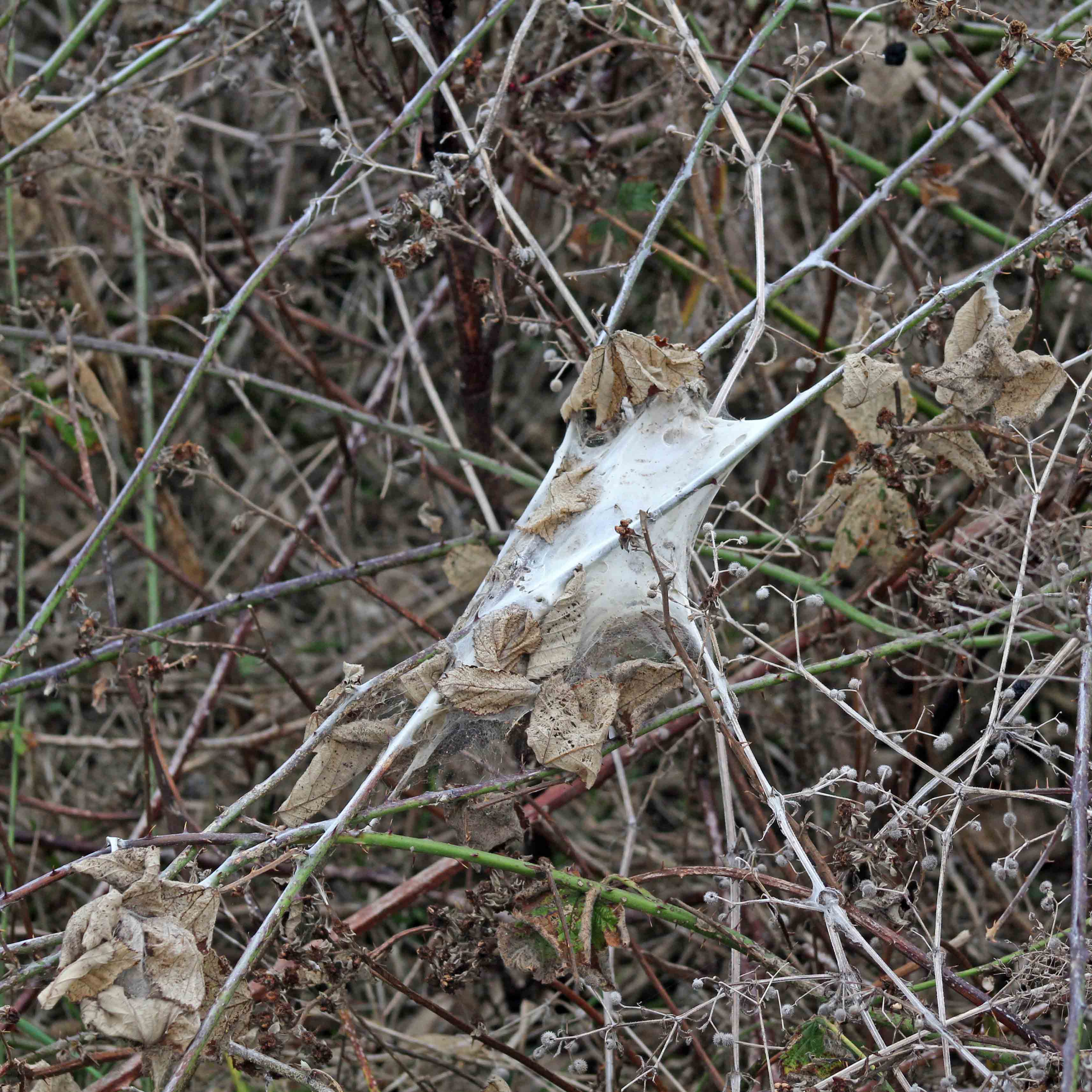 171022 Brown-tail moth web (1) | earthstar