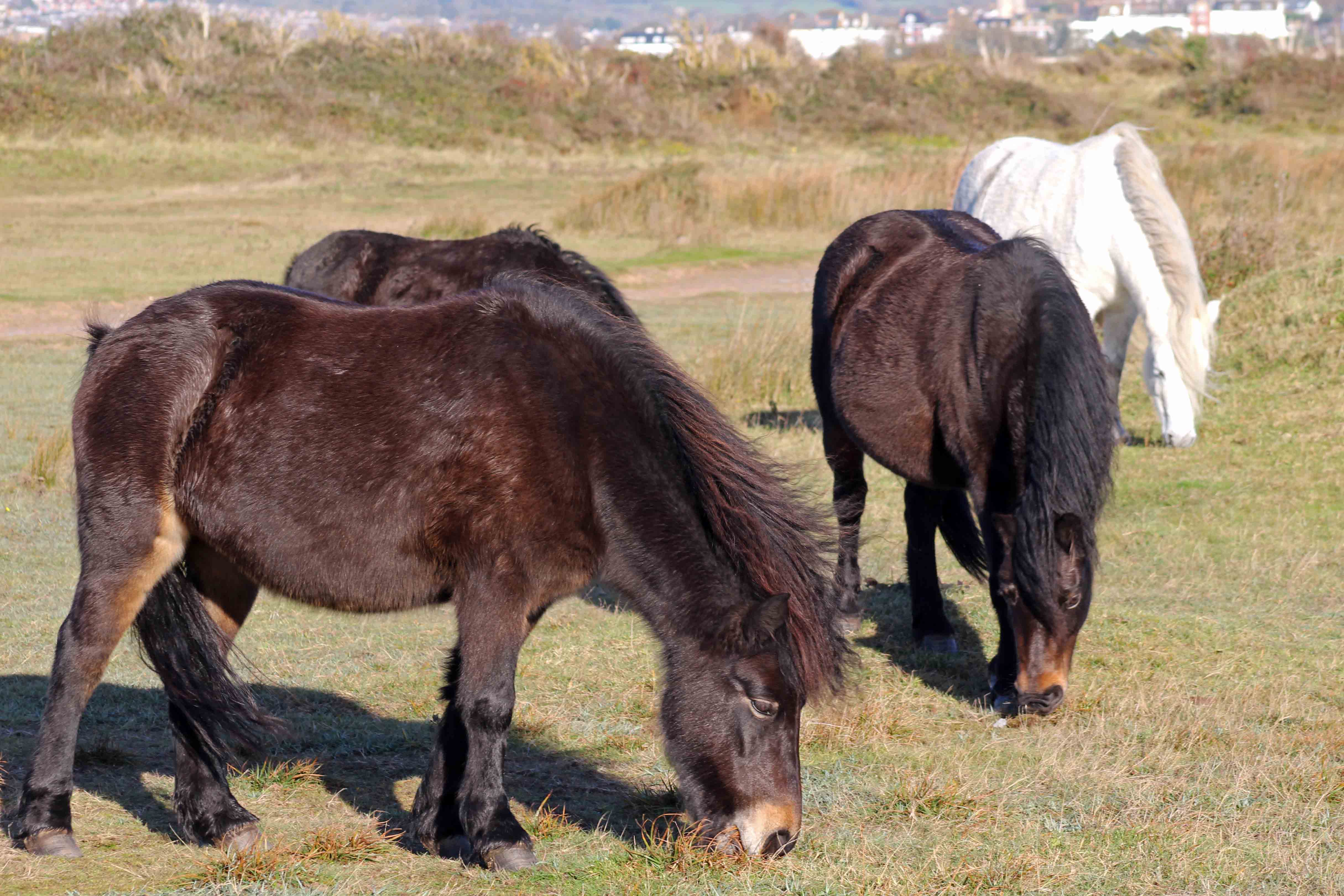 Eco mowers | earthstar