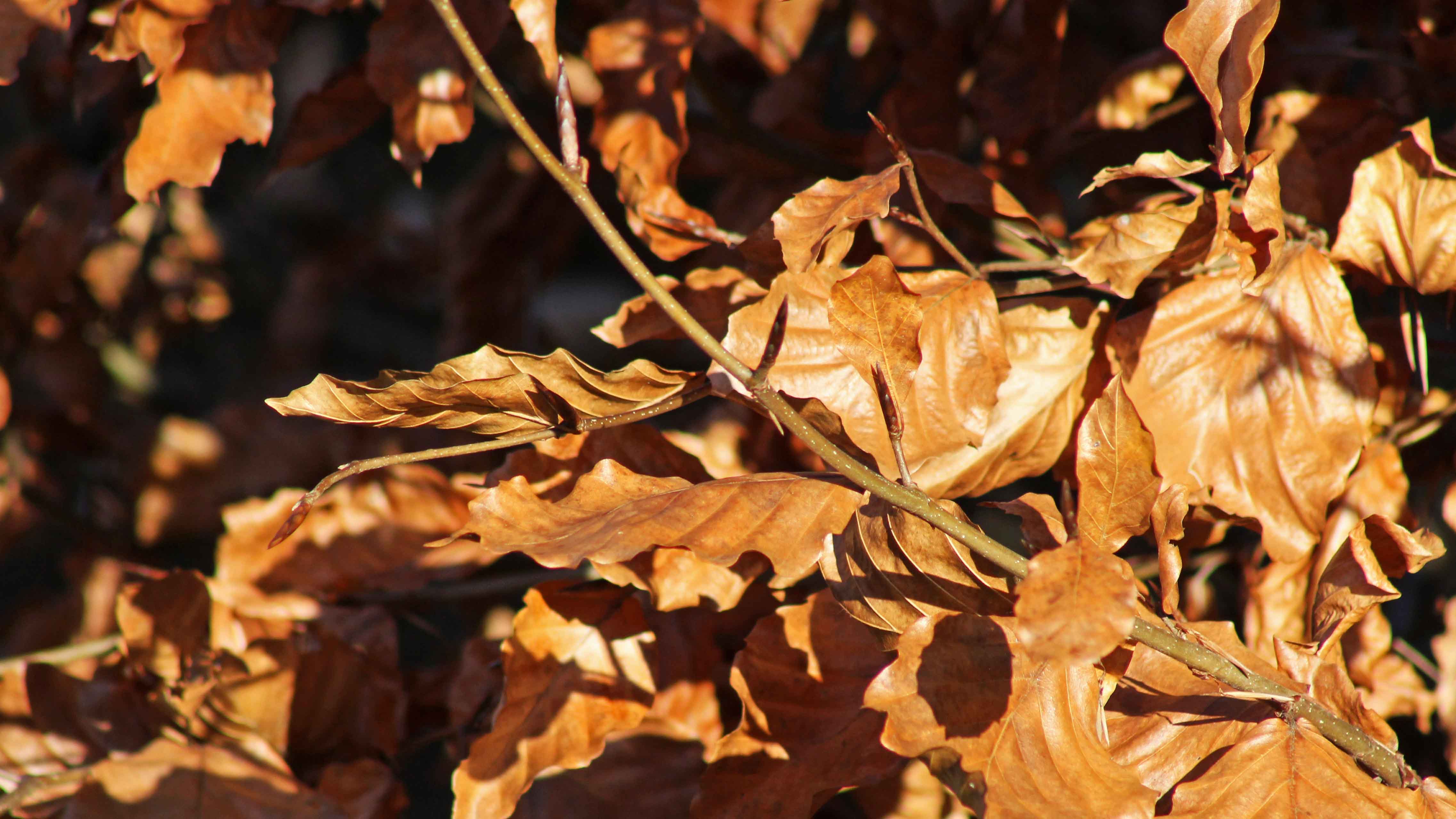 Wild words: Psithurism | earthstar