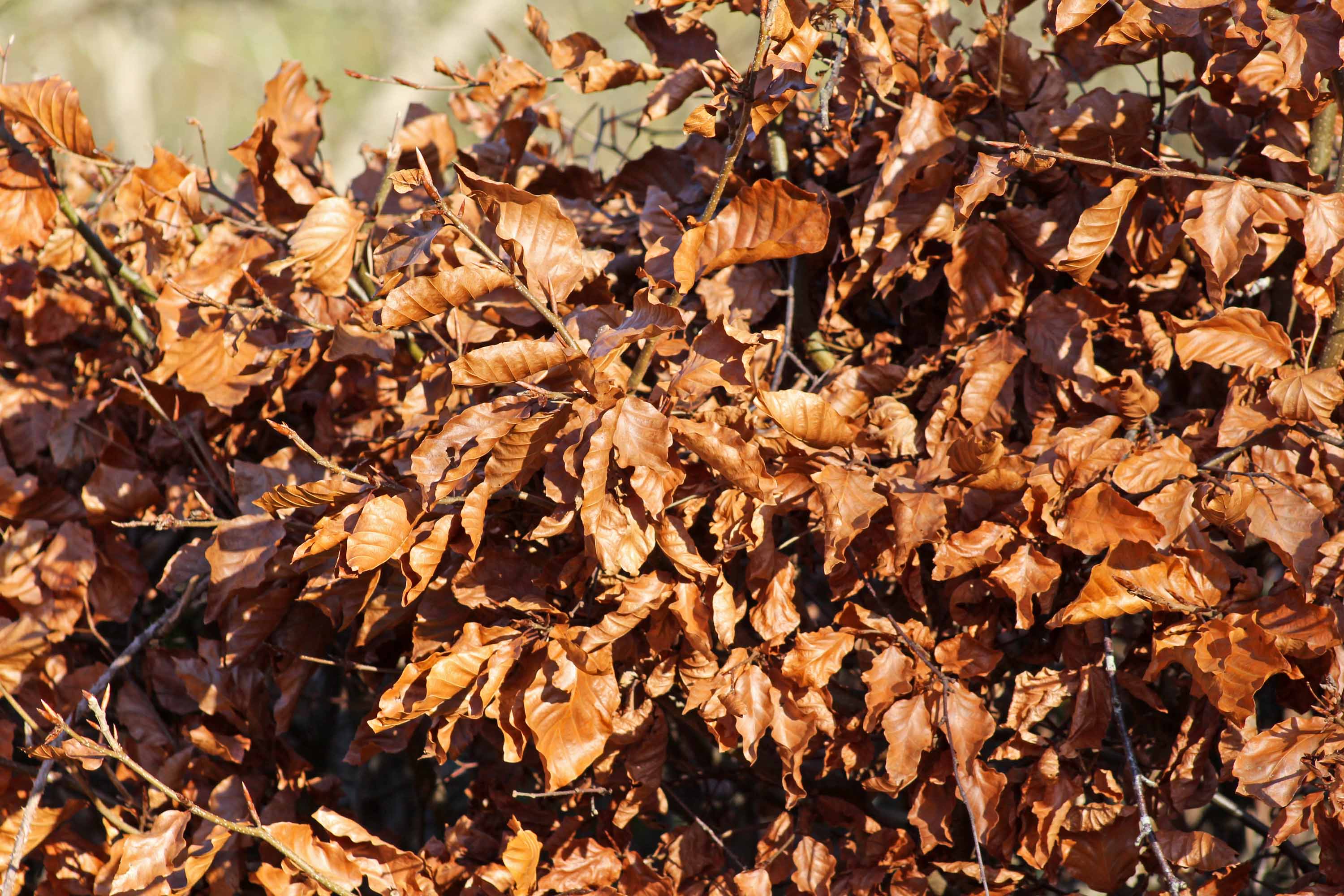 Wild words: Psithurism | earthstar