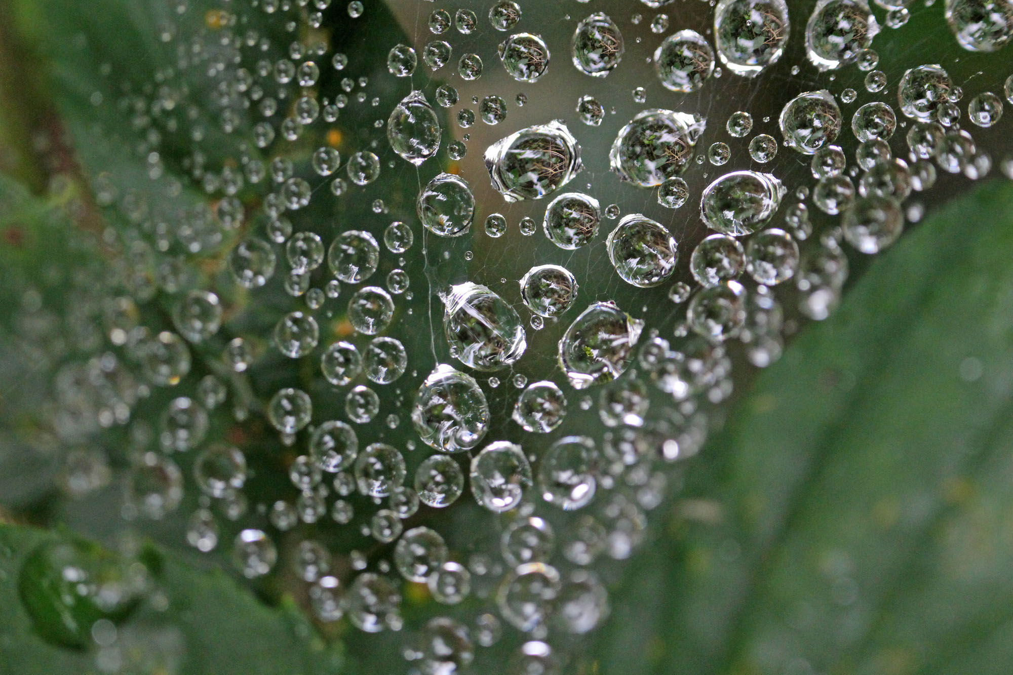 Wild words: pluviophile | earthstar