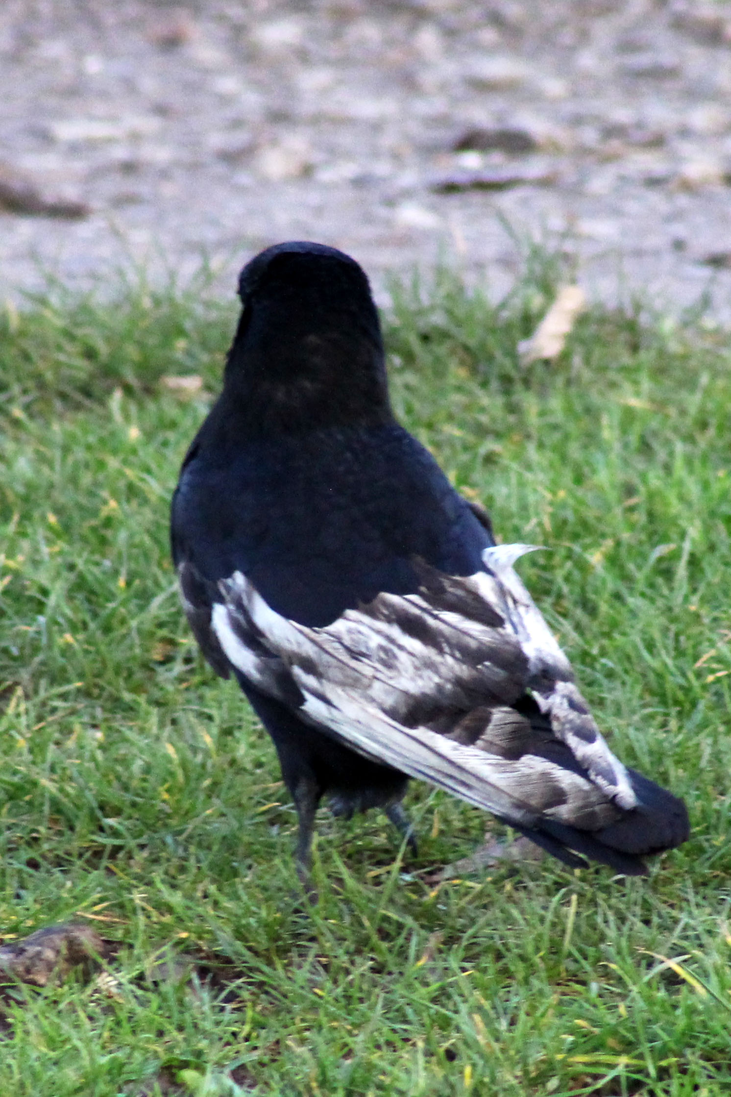 A leucistic crow | earthstar