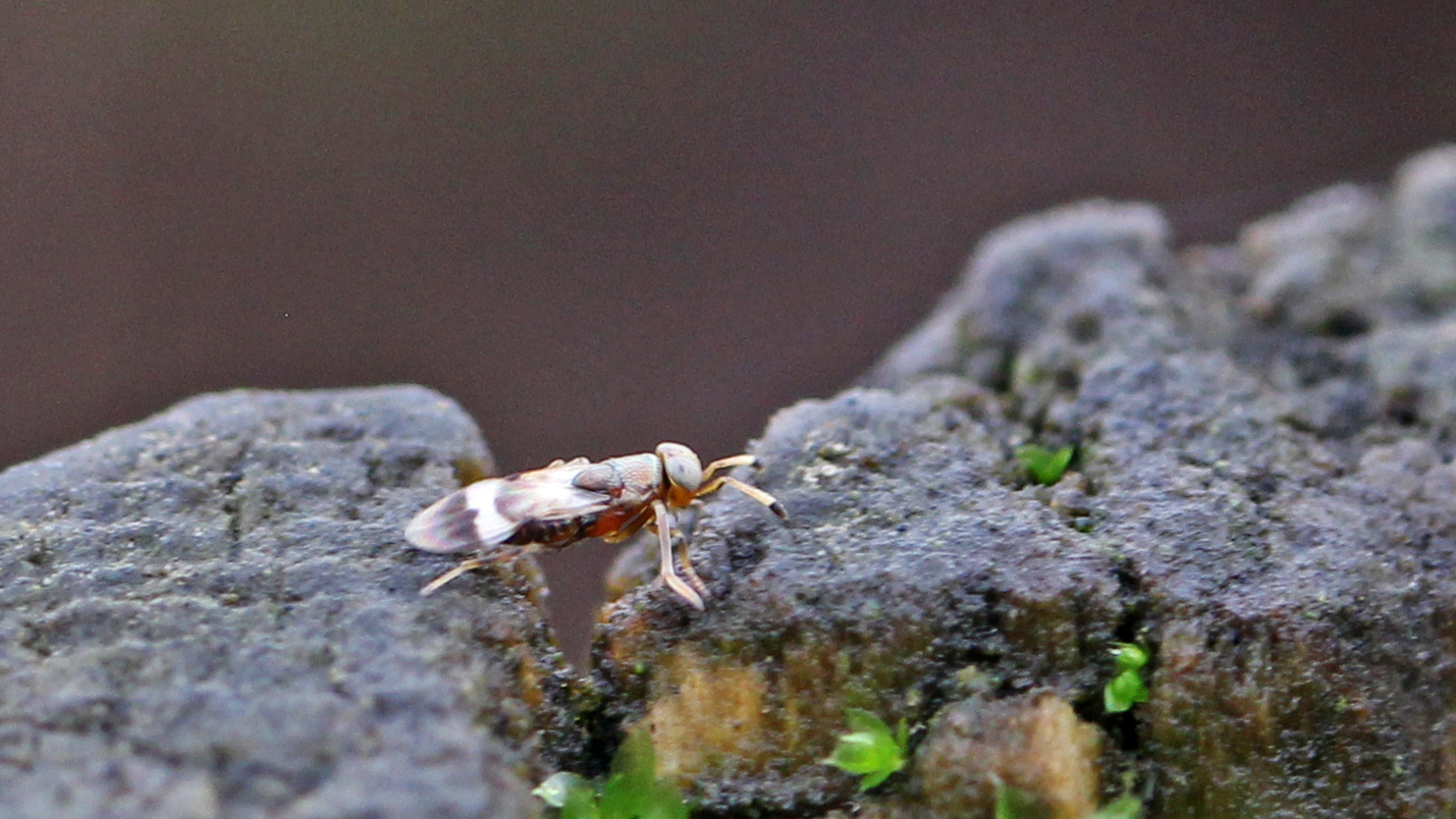 Encyrtidae, a parasitic wasp | earthstar