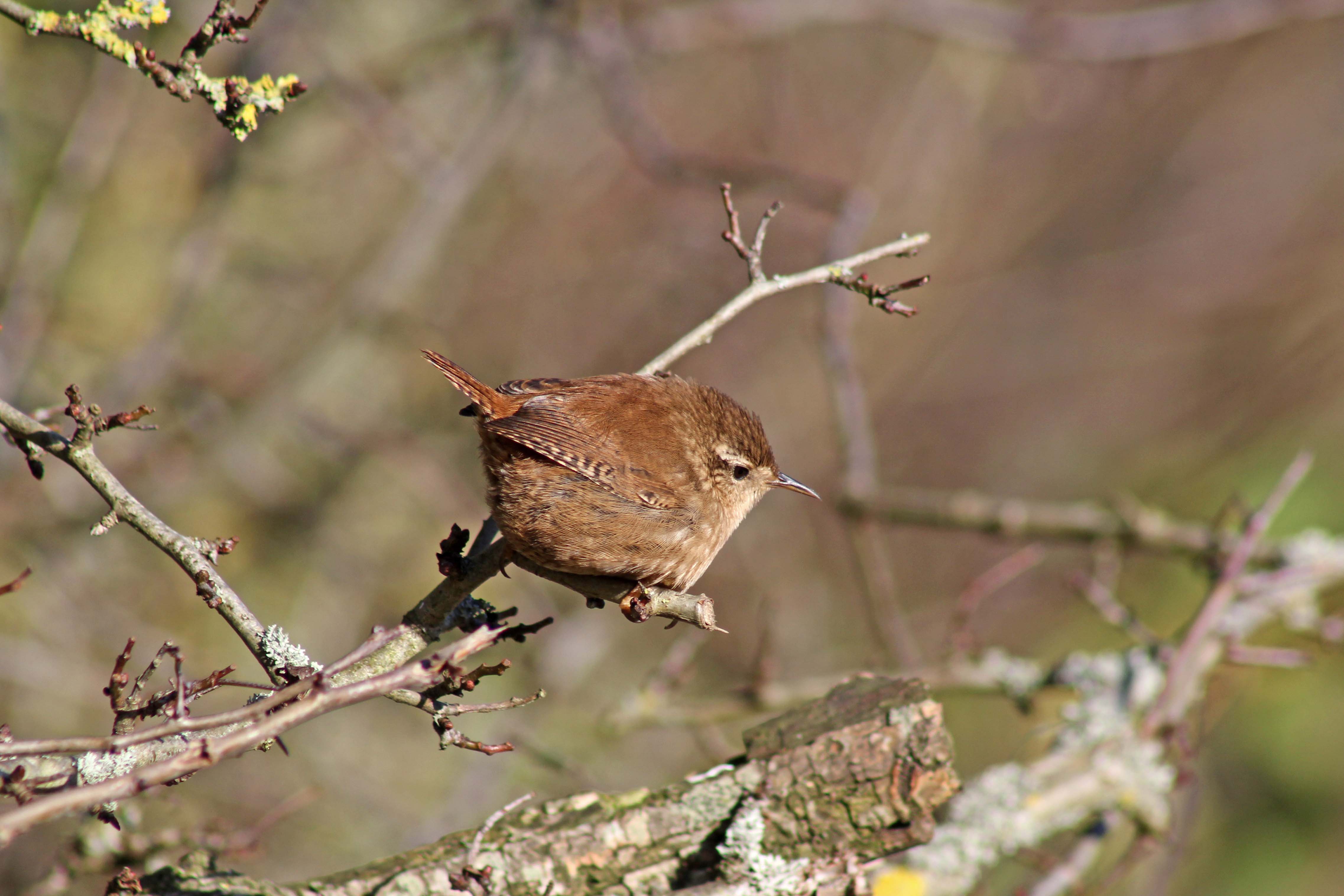 Little Jenny Wren | earthstar