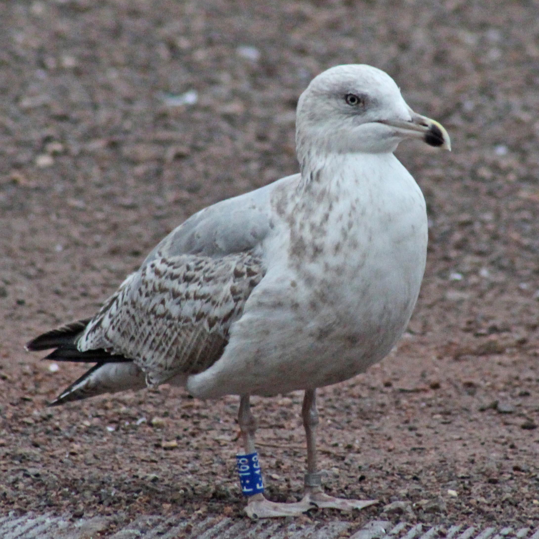 Yellow-legged gull | earthstar