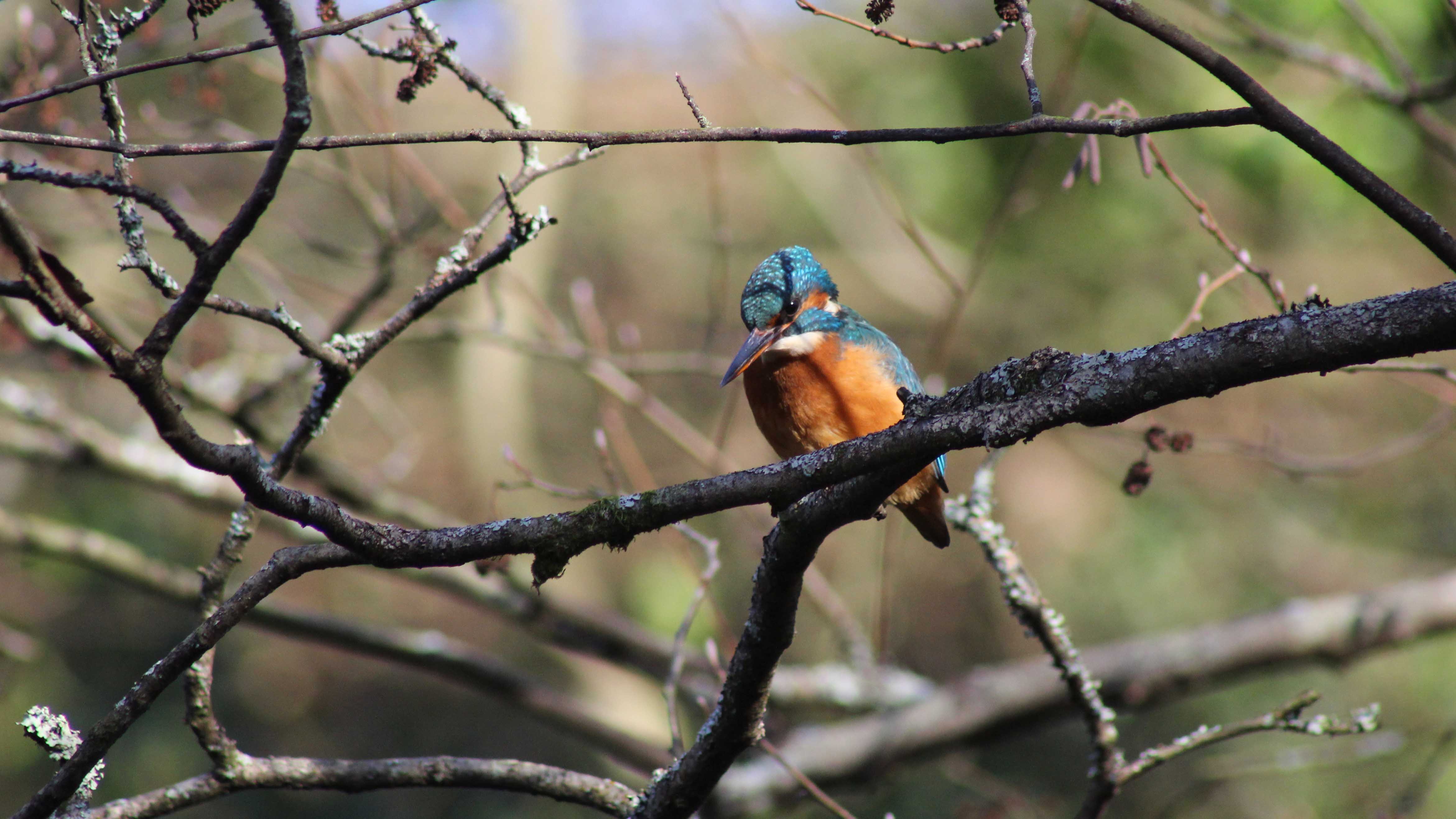 A halcyon day | earthstar