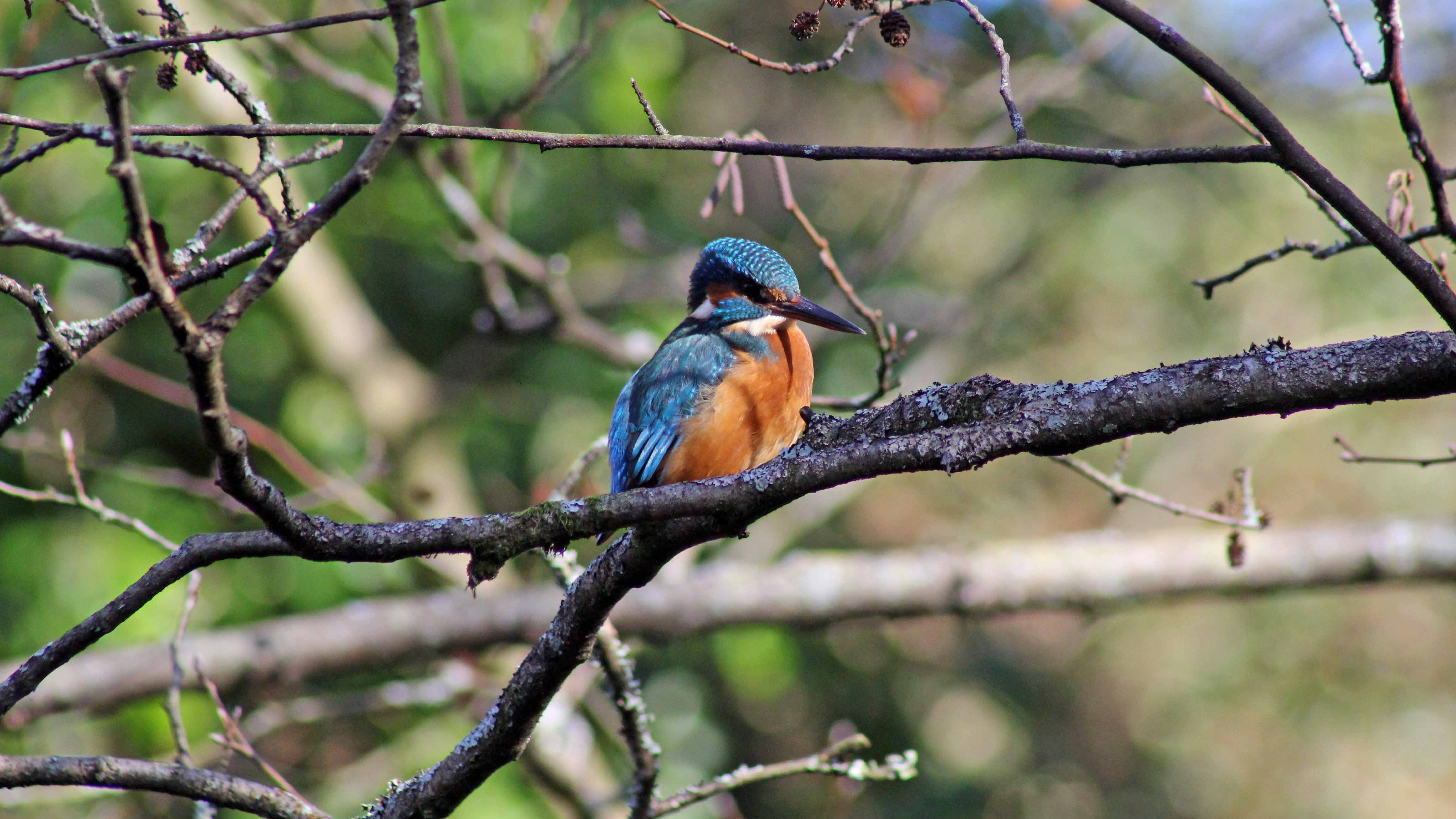 Greek myth about kingfisher | earthstar