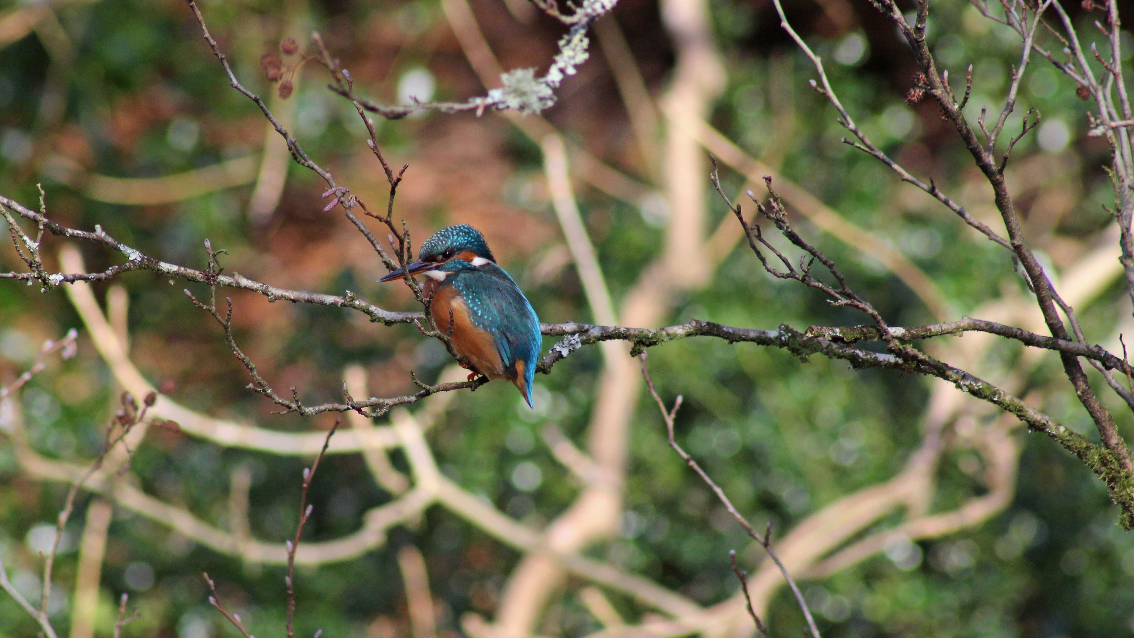 Greek myth about kingfisher | earthstar