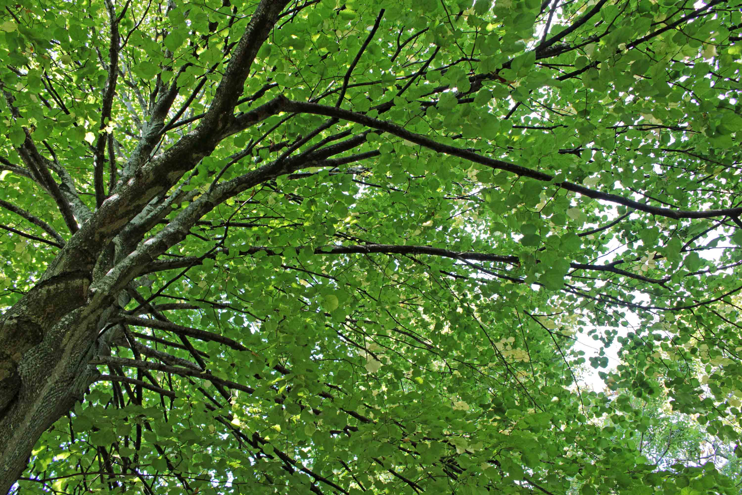 Wild words: chlorophilia | earthstar