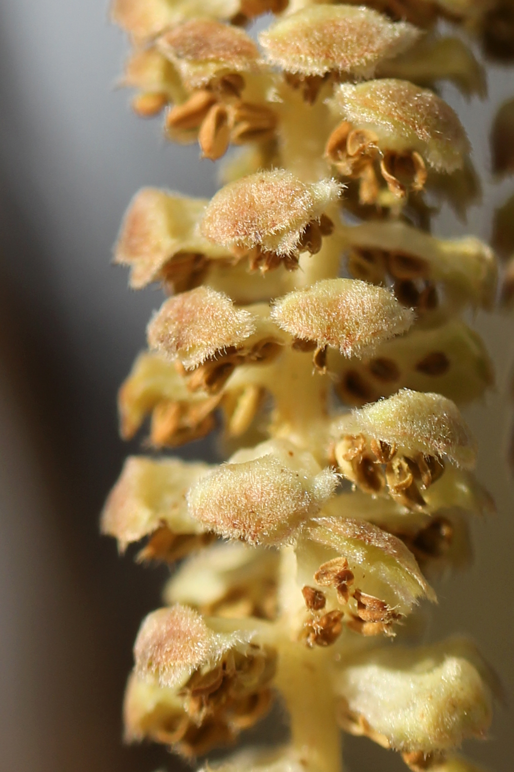 Wild words: catkin | earthstar