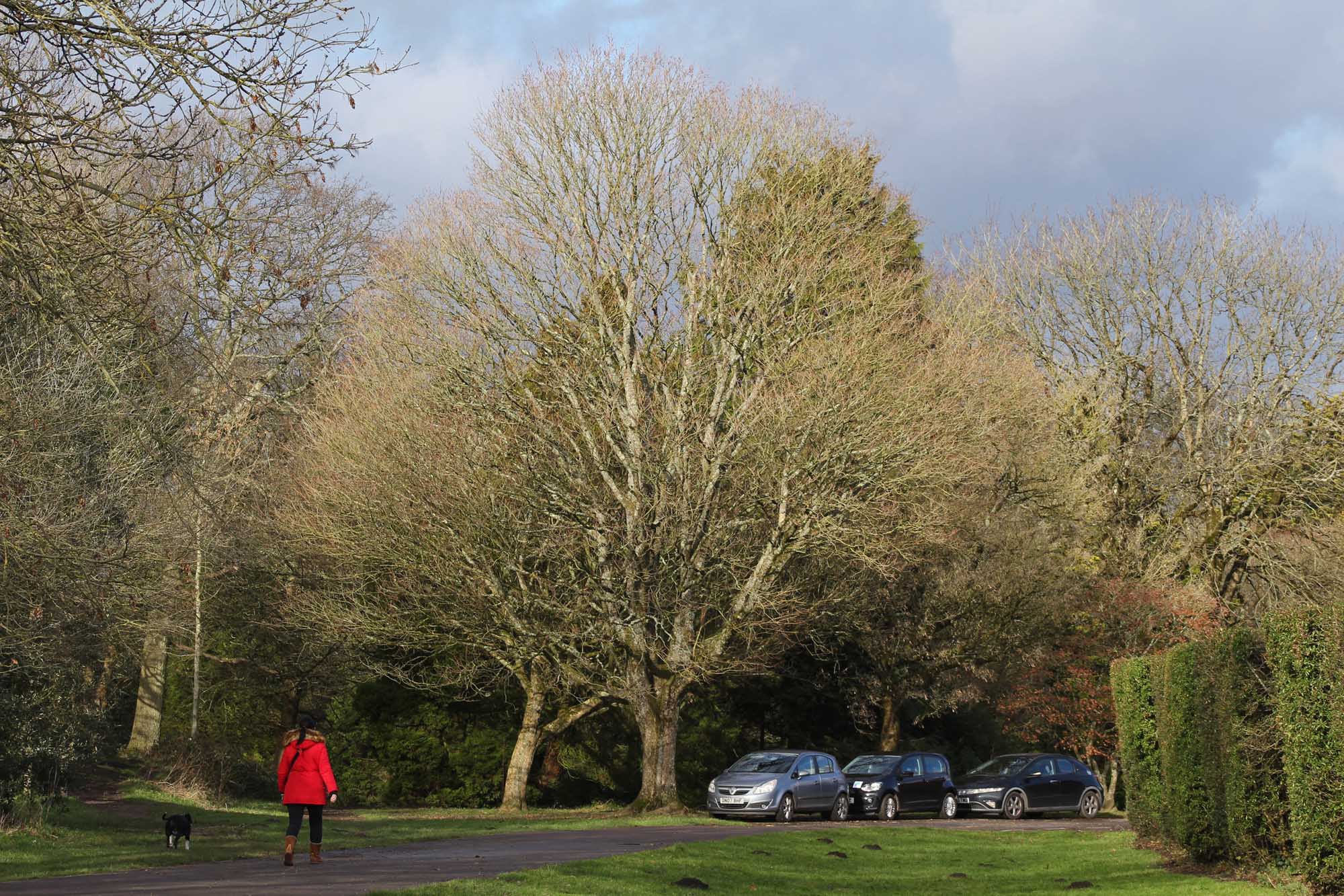 Korean maple | earthstar