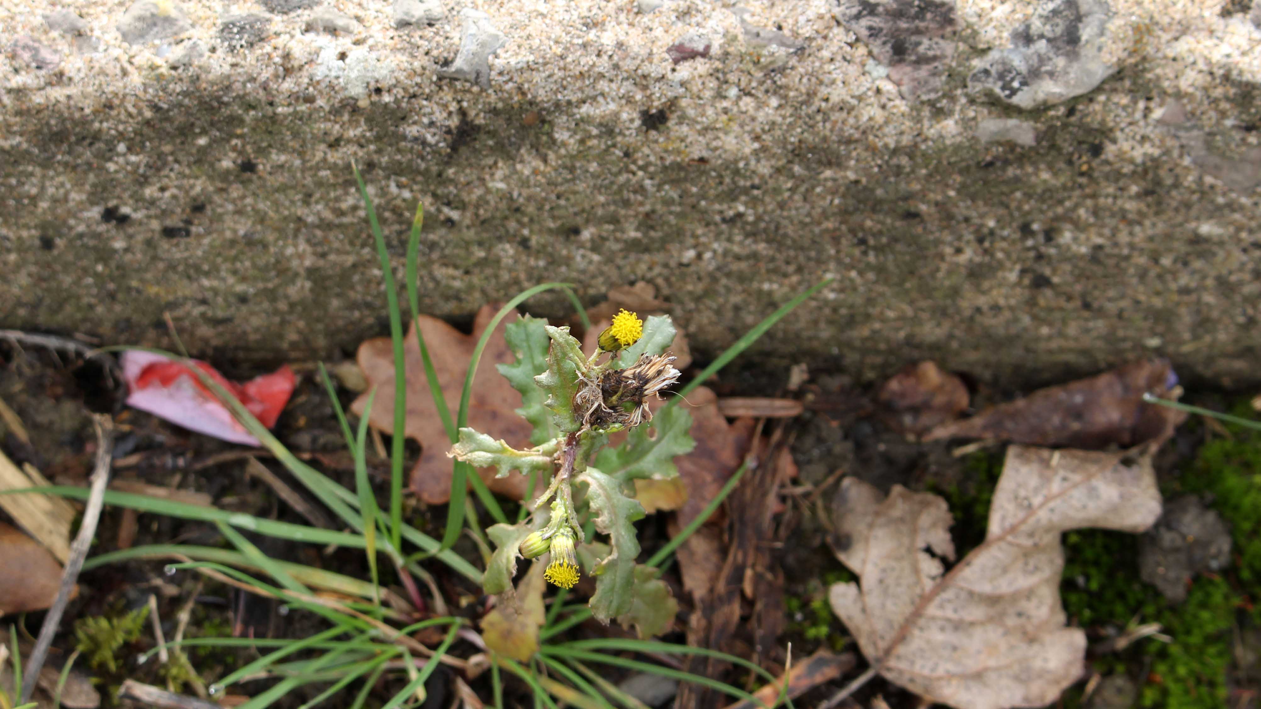 Pavement plants | earthstar
