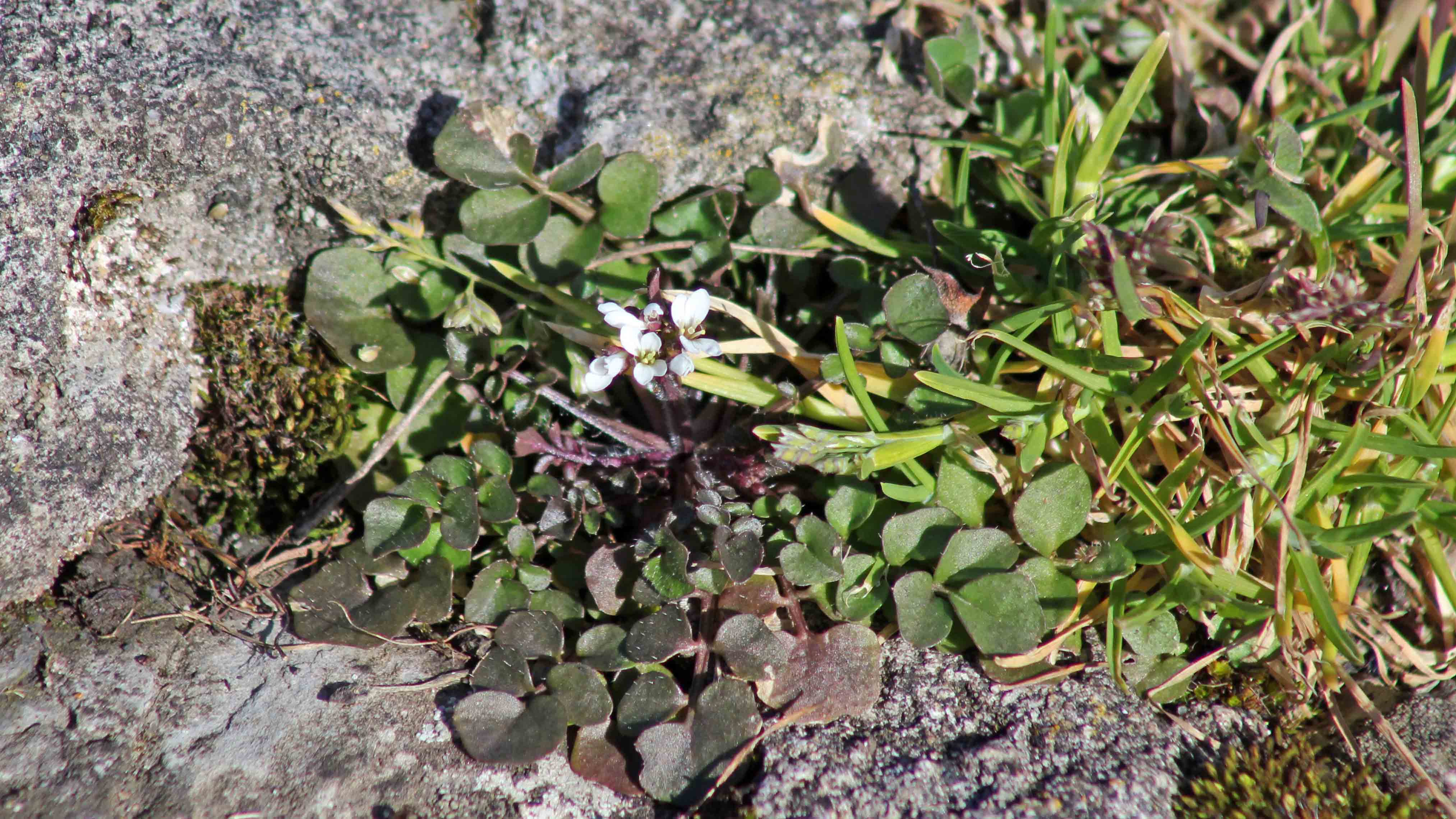 Pavement plants | earthstar