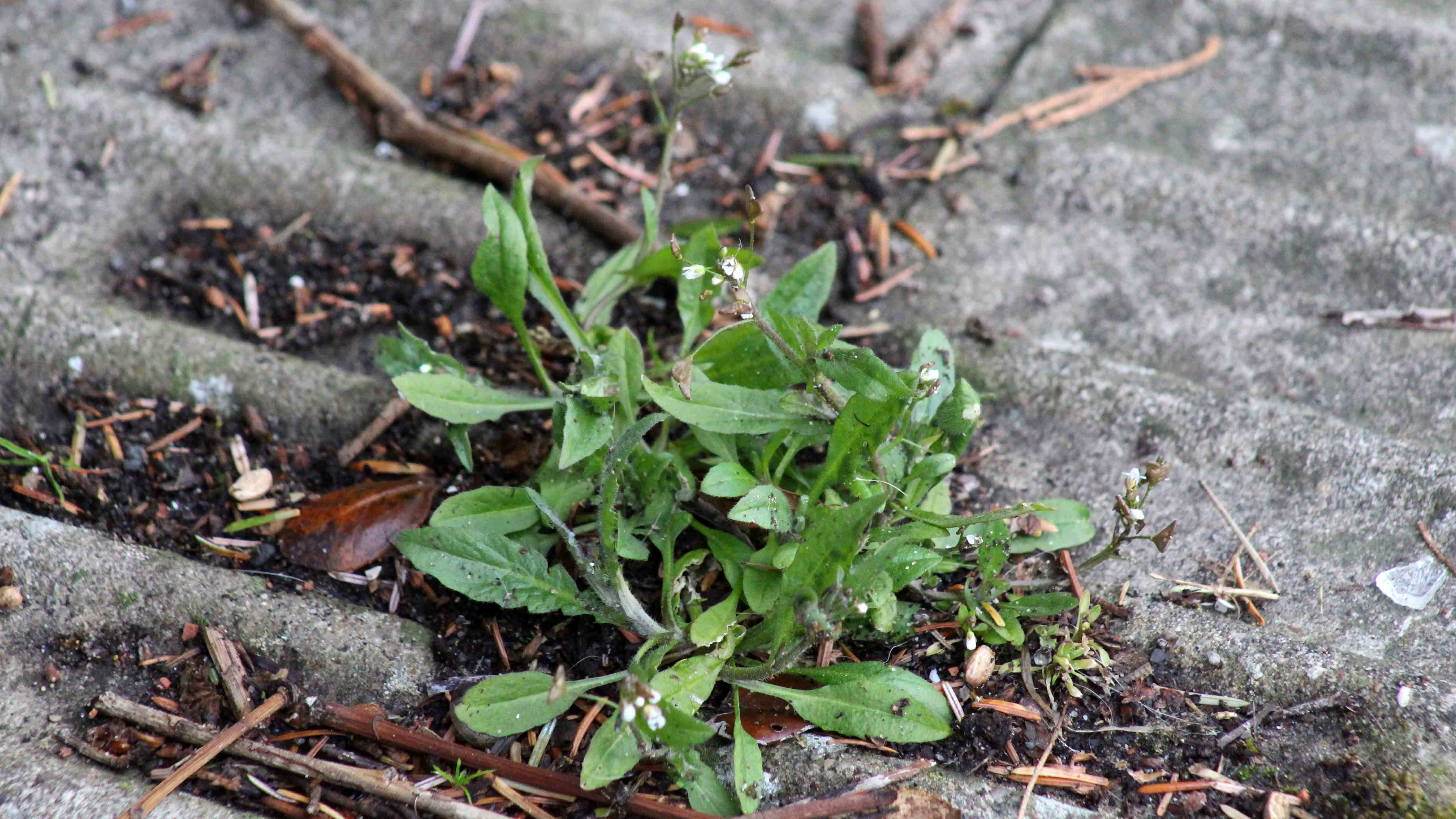 Pavement plants | earthstar