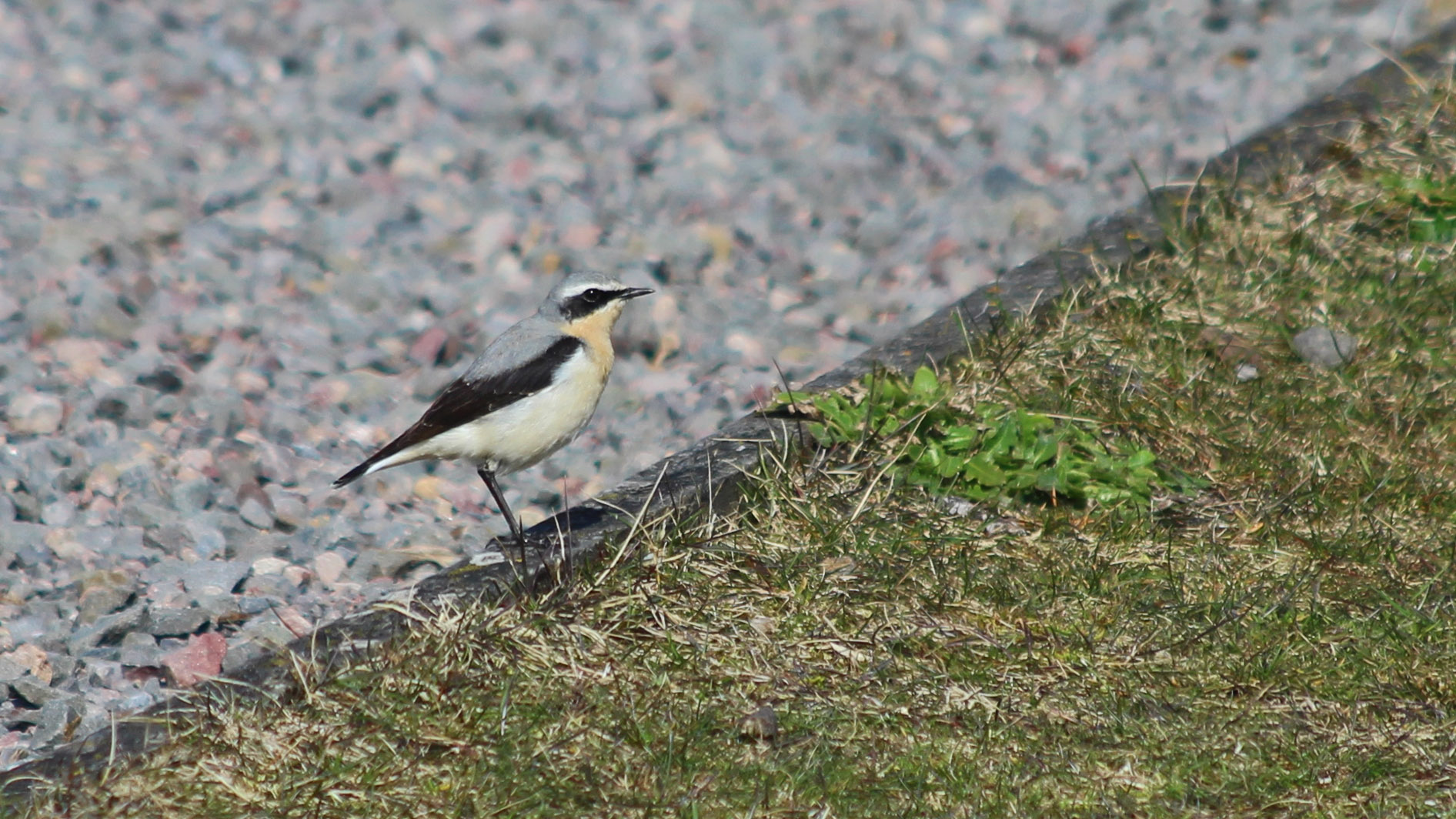 Spring migration: Wheatear | earthstar