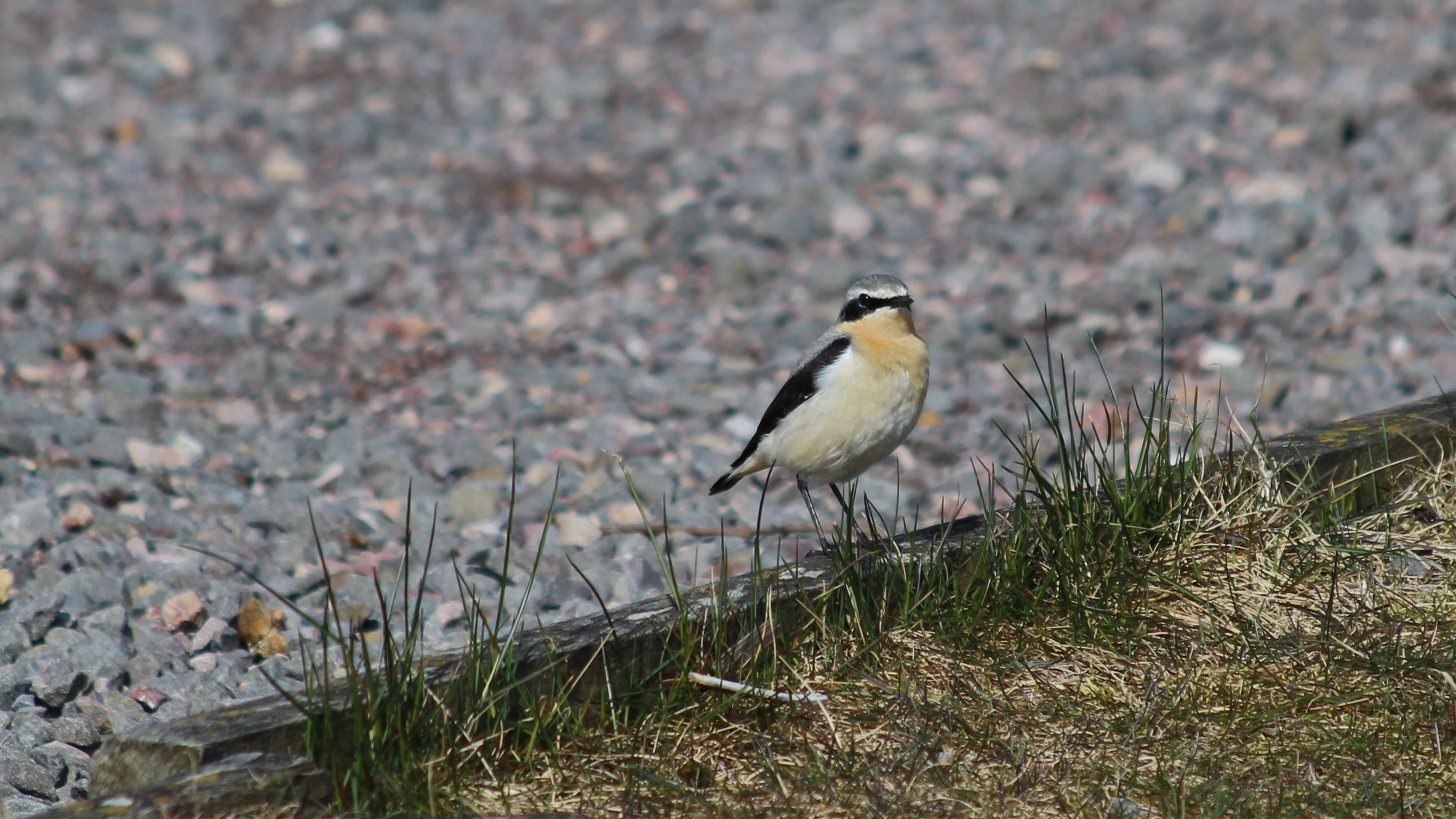 Spring migration: Wheatear | earthstar