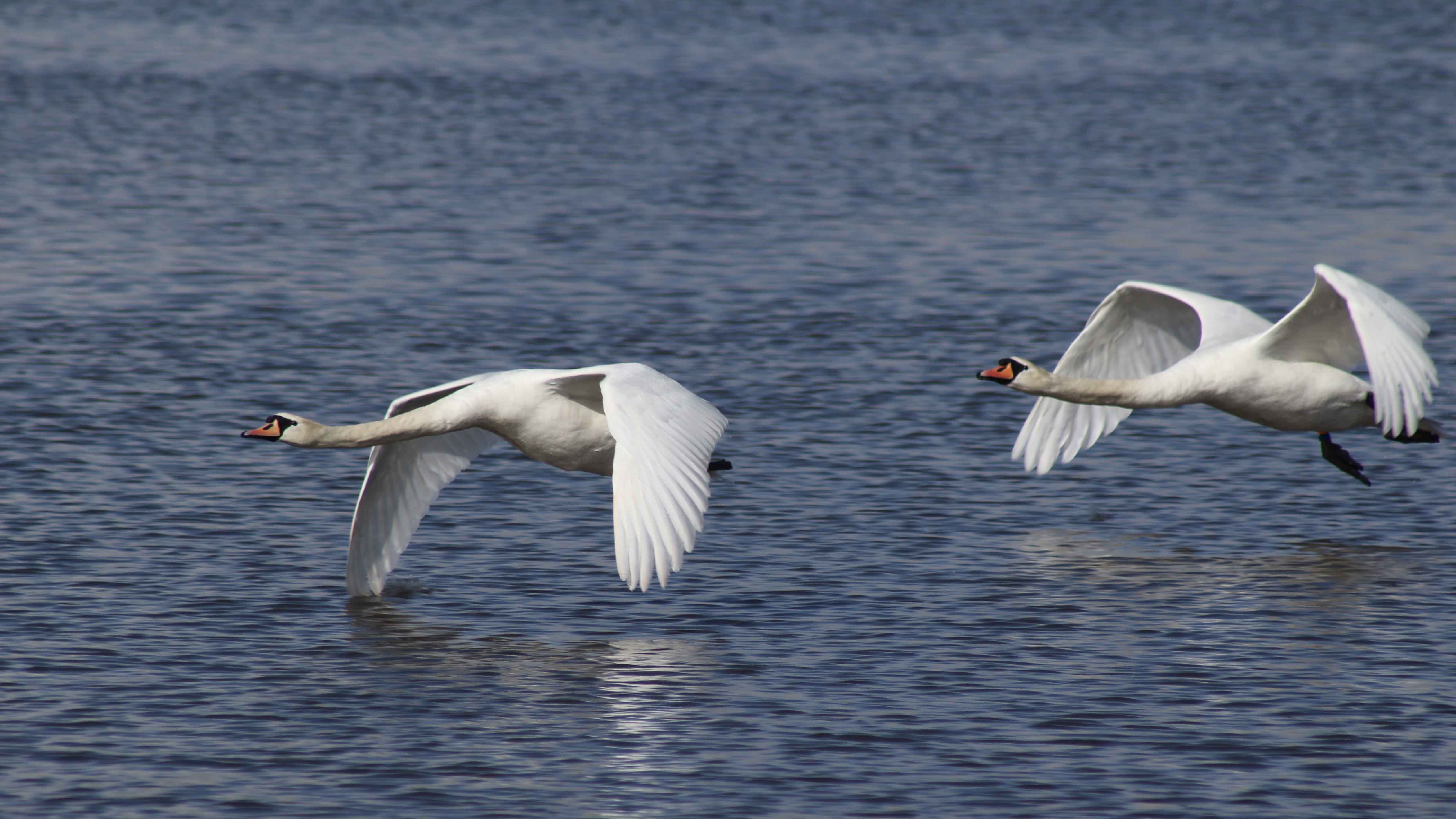 Swans in flight | earthstar